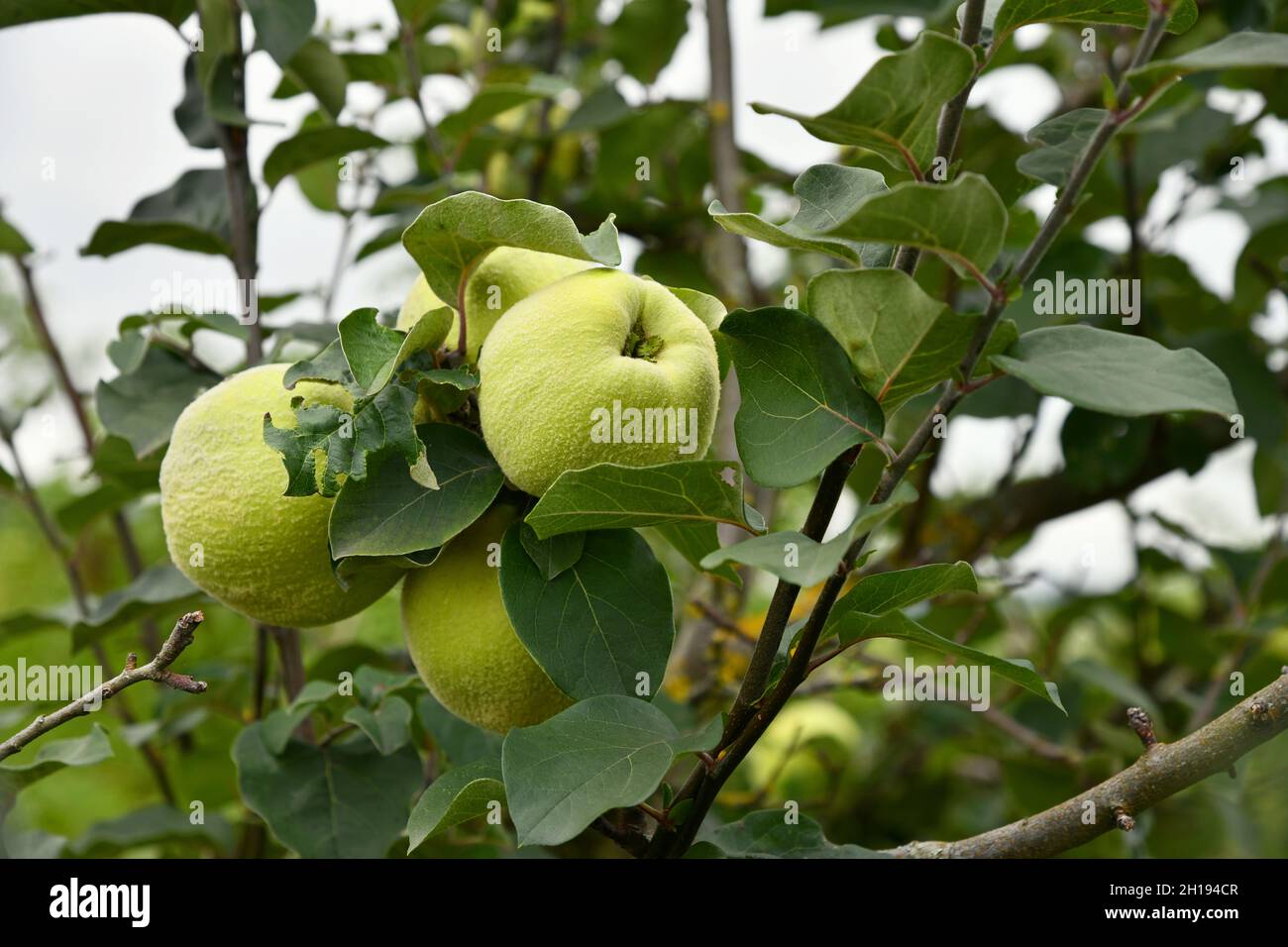 Quince tree with ripe fruits Stock Photo - Alamy