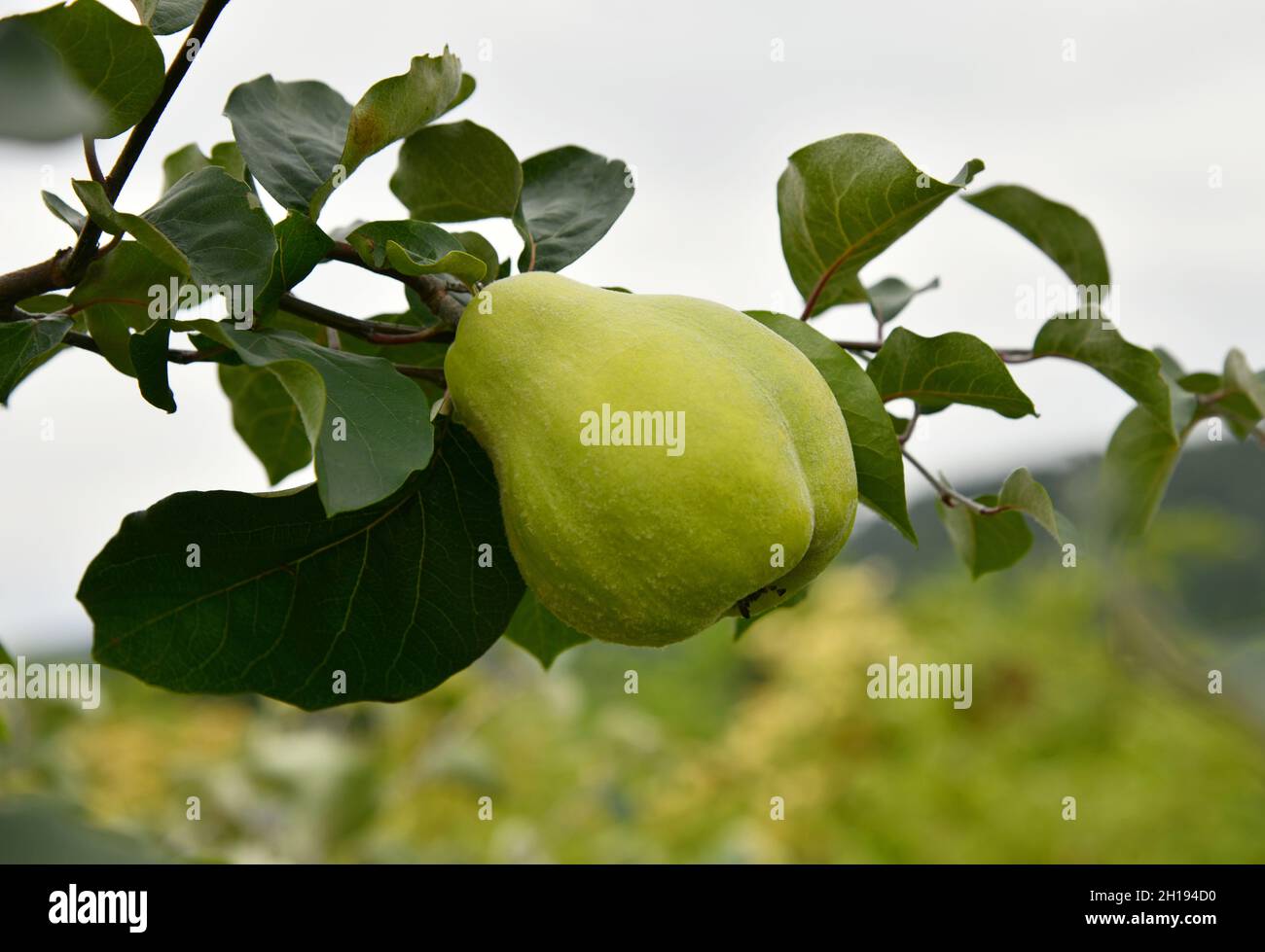 Quince tree with ripe fruits Stock Photo - Alamy