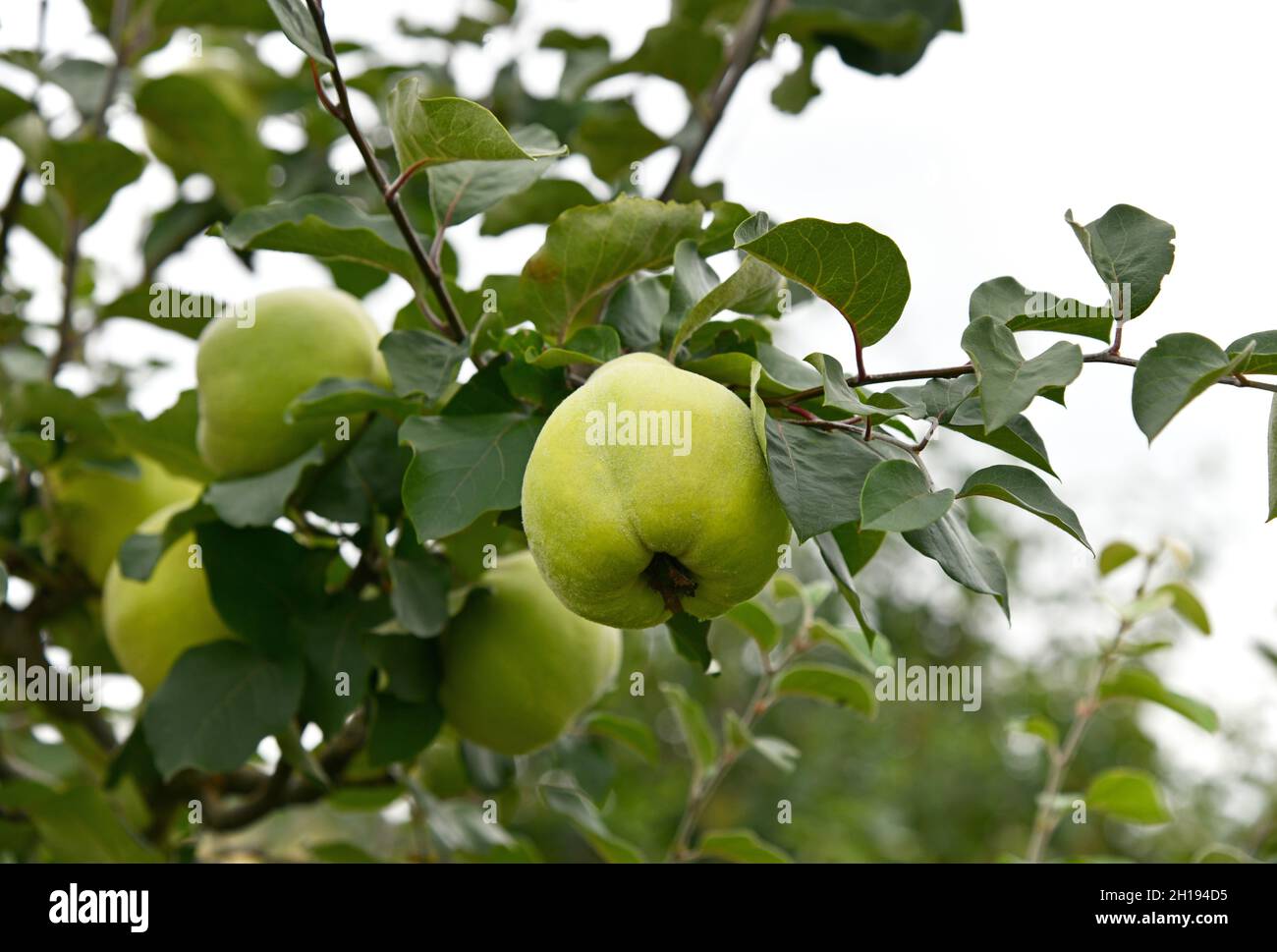 Quince tree with ripe fruits Stock Photo - Alamy