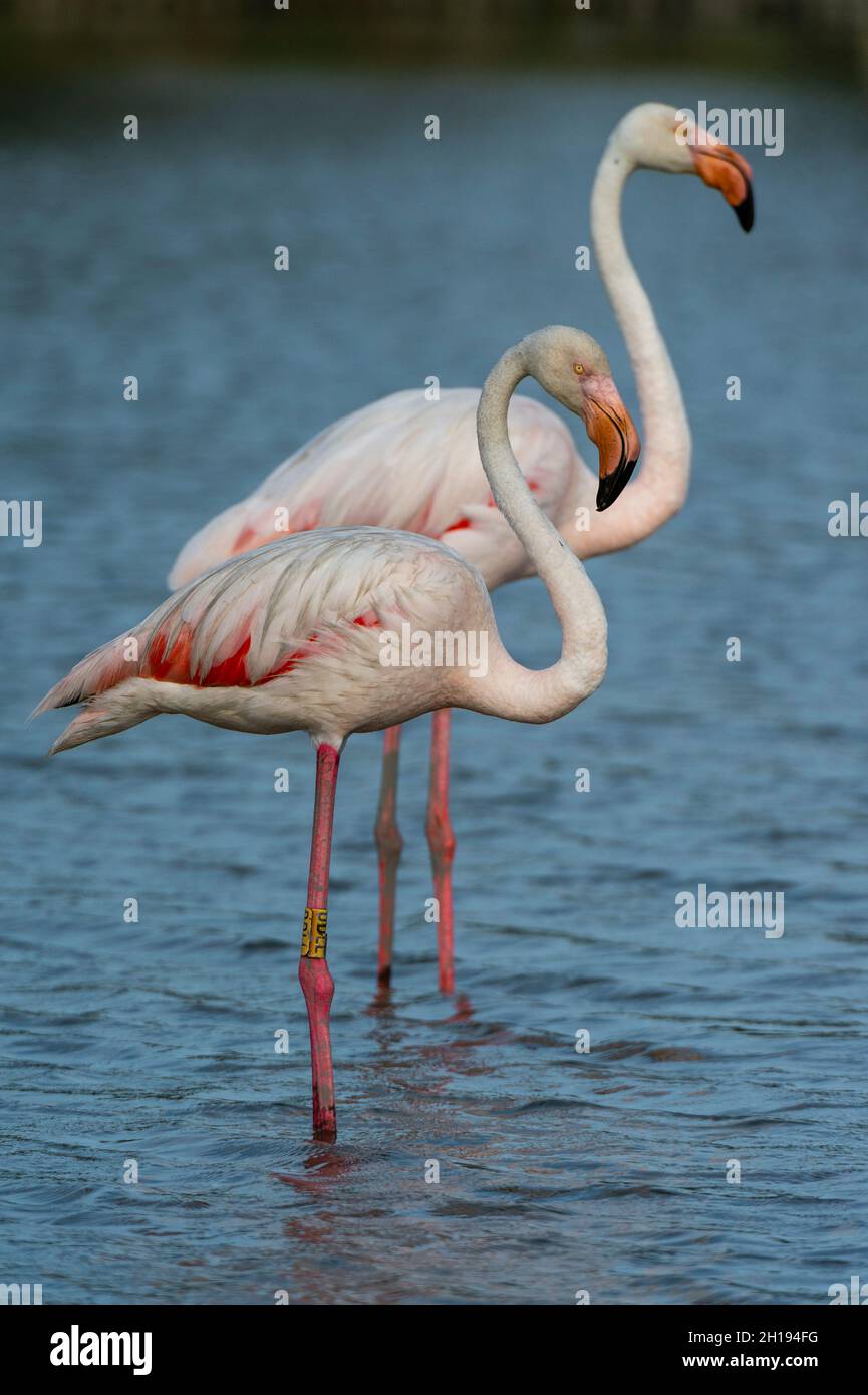 Two greater flamingos, Phoenicopterus roseus, standing side by side in ...