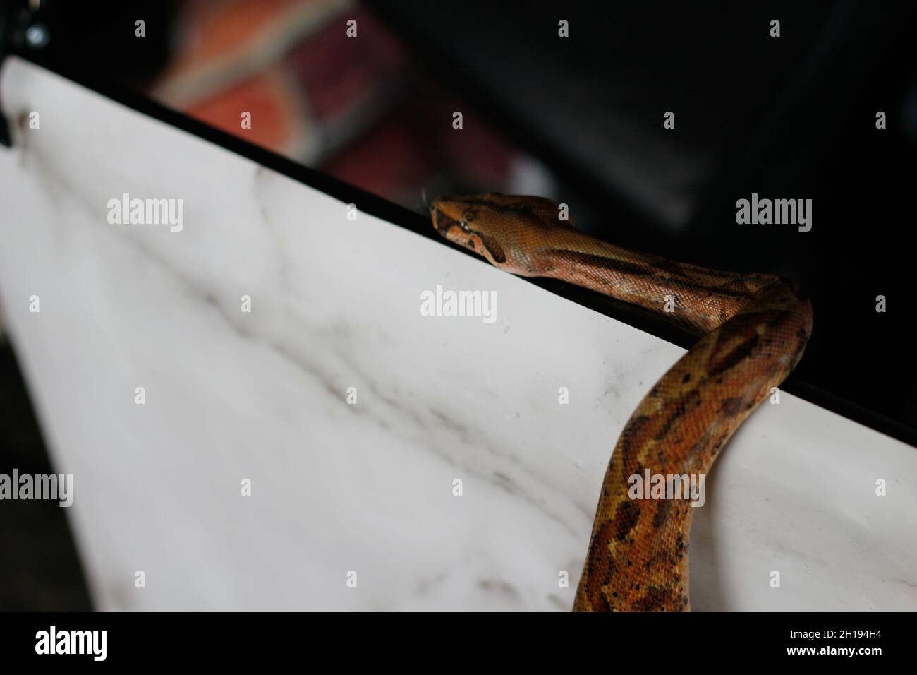 A close-up shot of a Boa imperator snake Stock Photo - Alamy