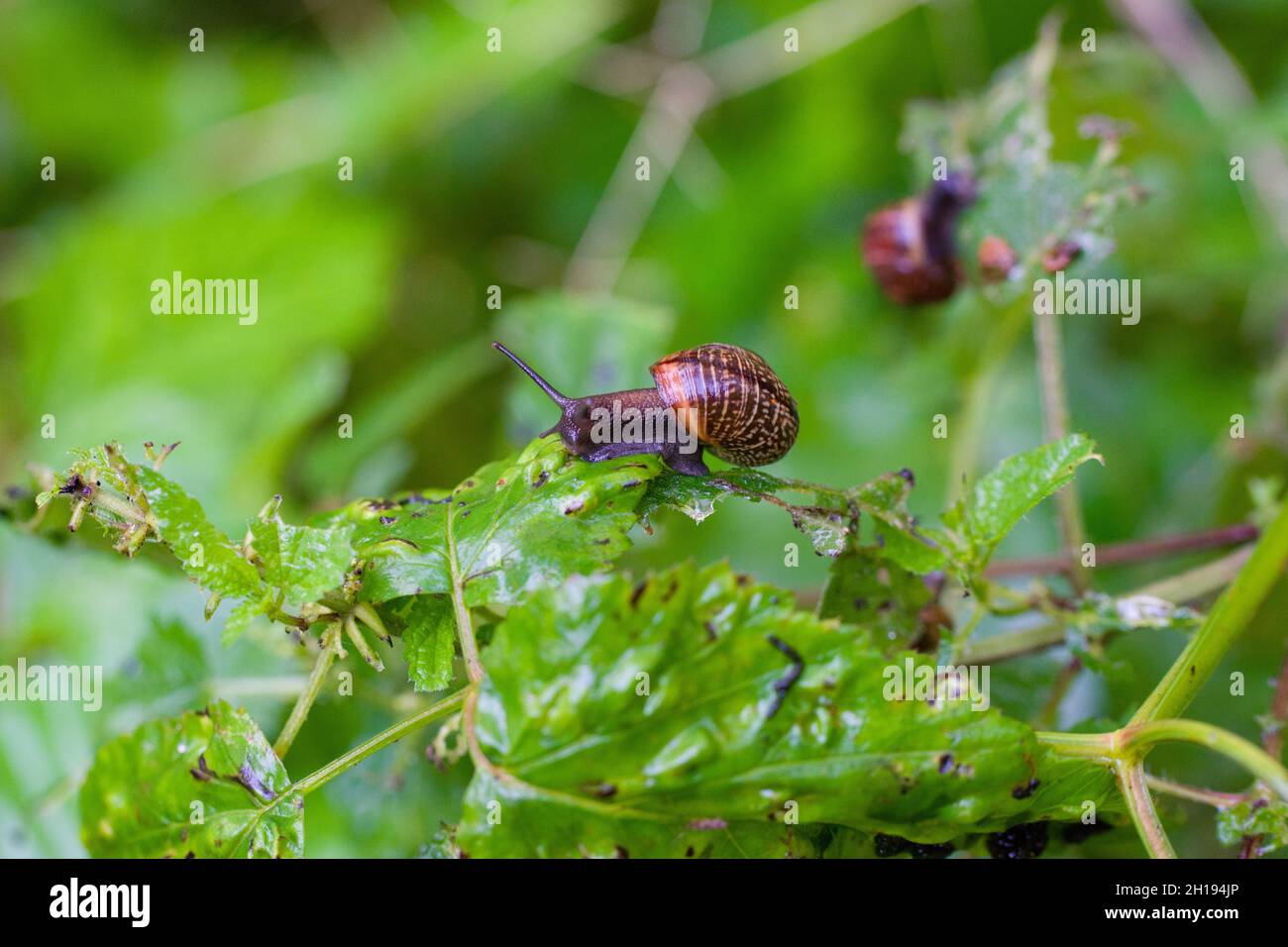 European garden snail hi-res stock photography and images - Alamy