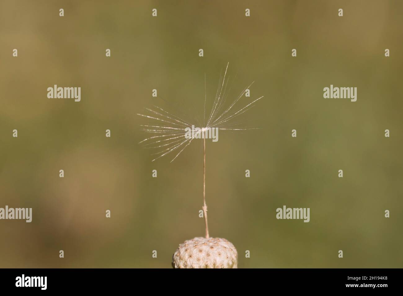 A single dandelion seed on a seed head isolated on a green background ...