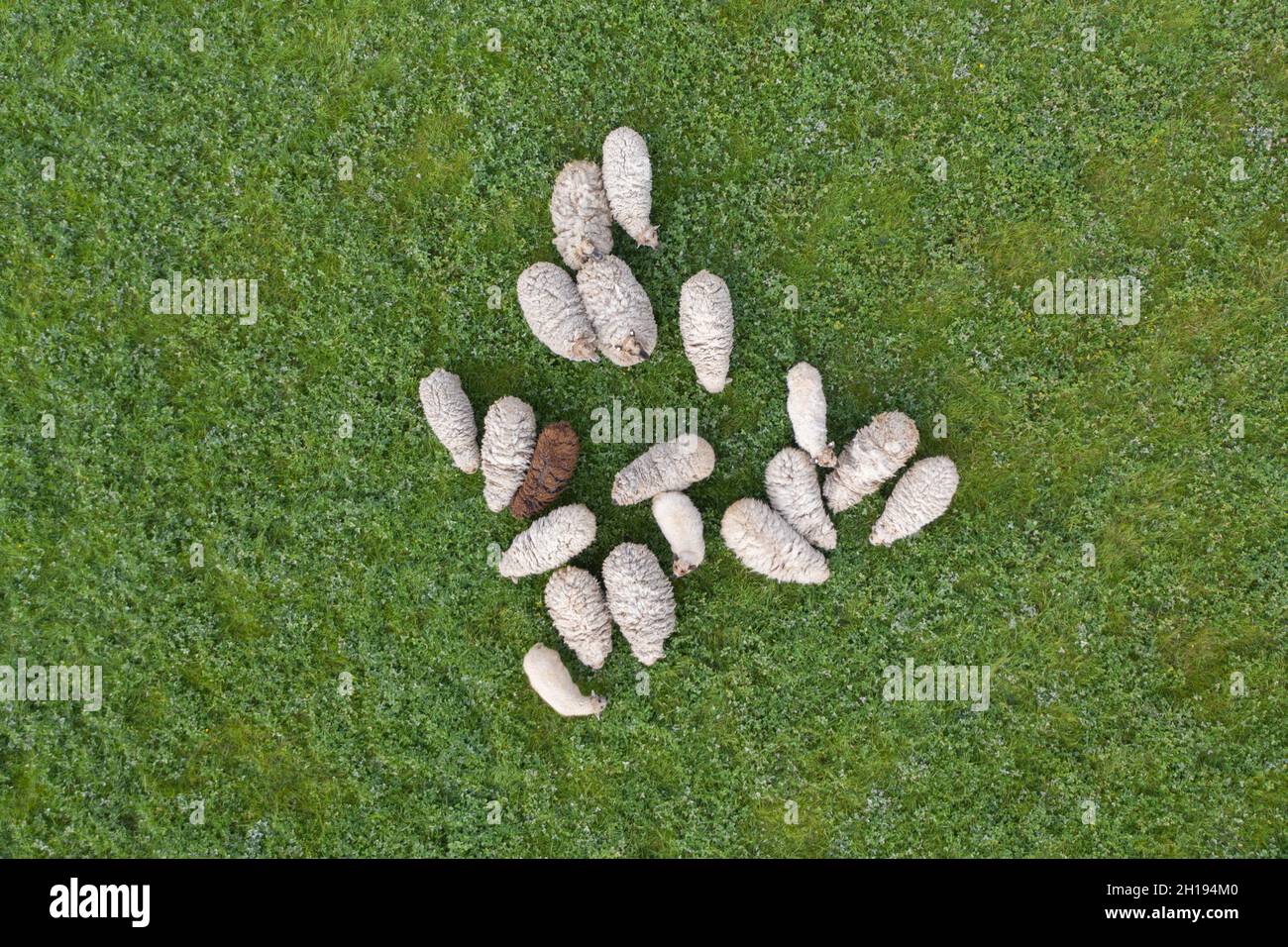 Aerial top down view of sheep herd feeding on grass in green field ...