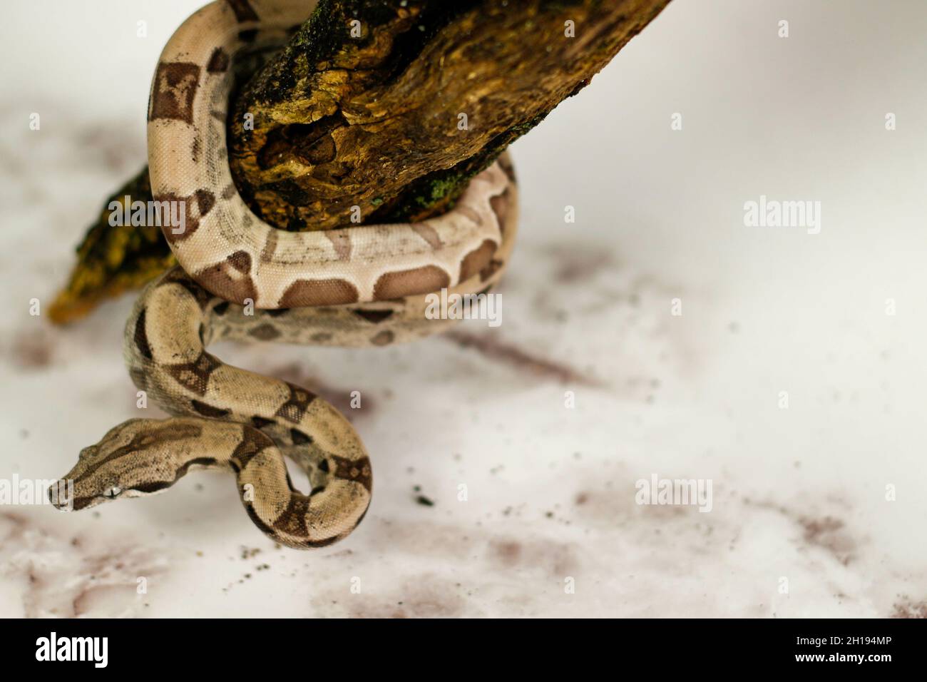 A Boa imperator snake on a tree branch with a white marble wall ...