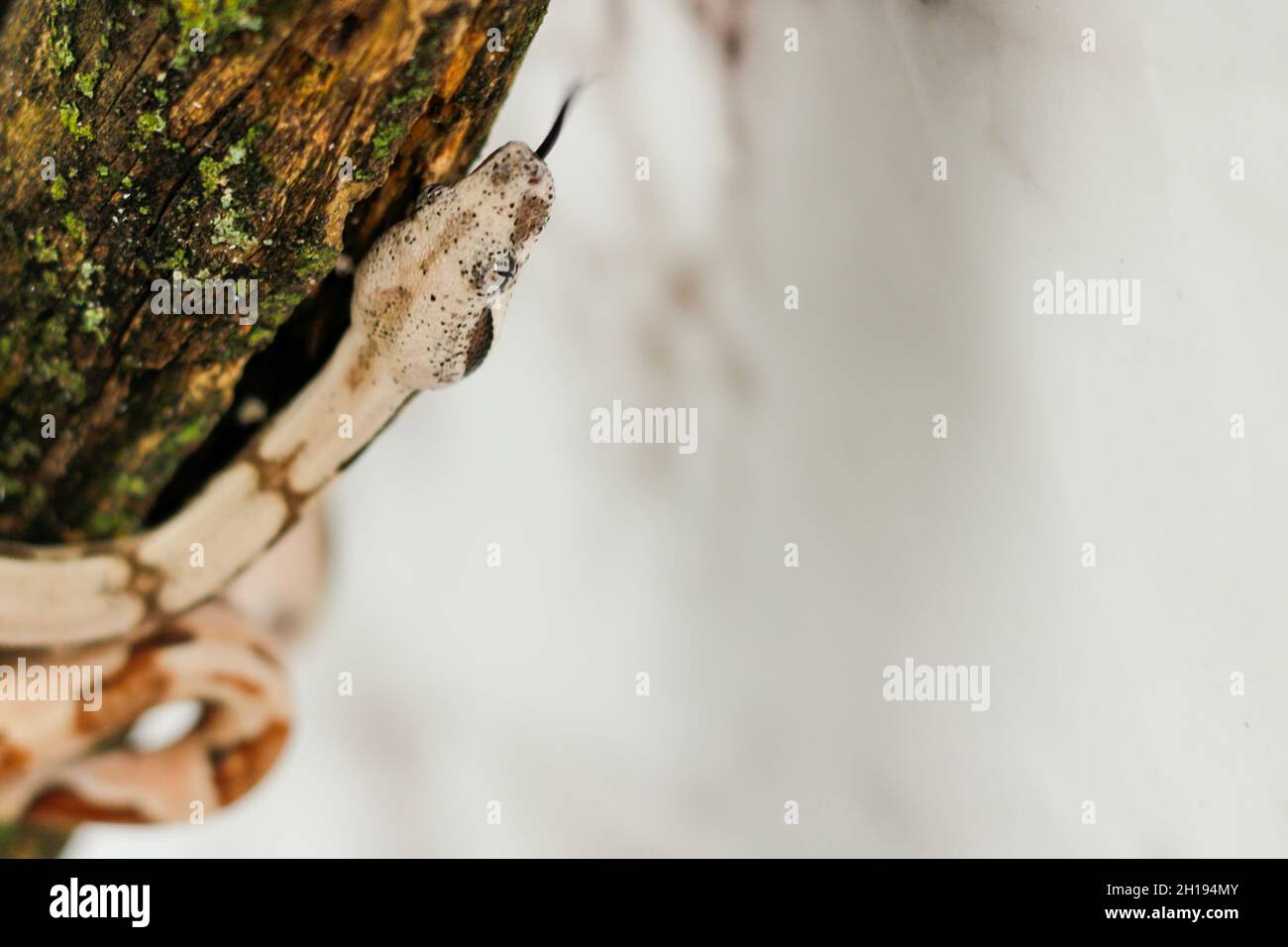 A Boa imperator snake on a tree branch with a white marble wall ...