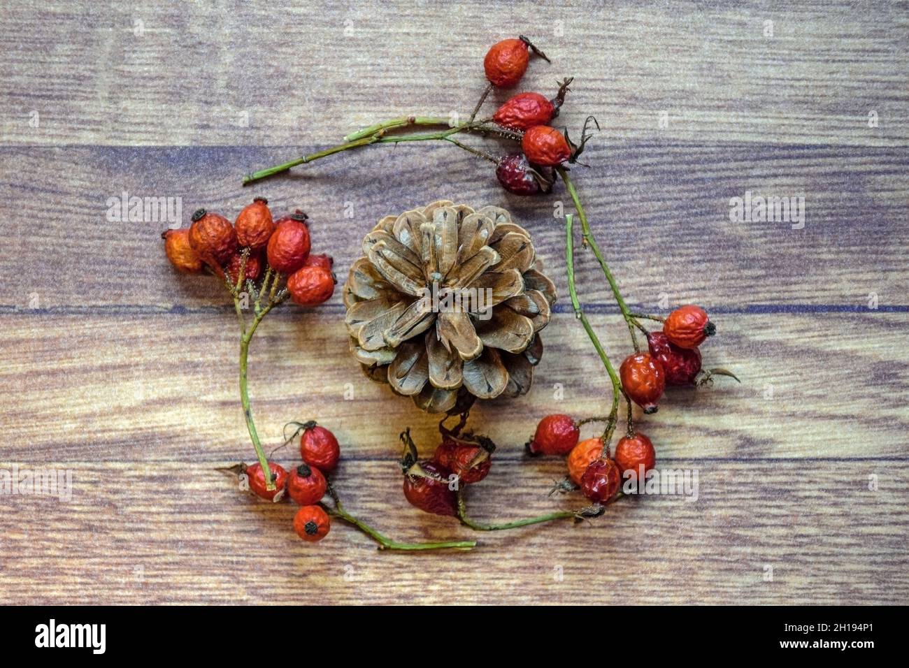 One pine cone surrounded by dry branches of rose hips with fruits on a ...