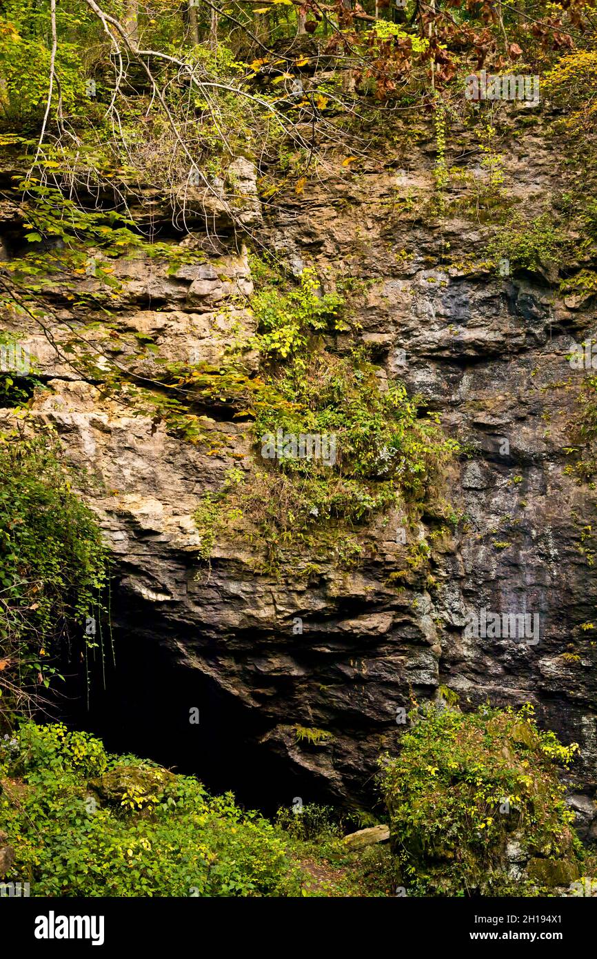 Plants growing in rocks Stock Photo - Alamy