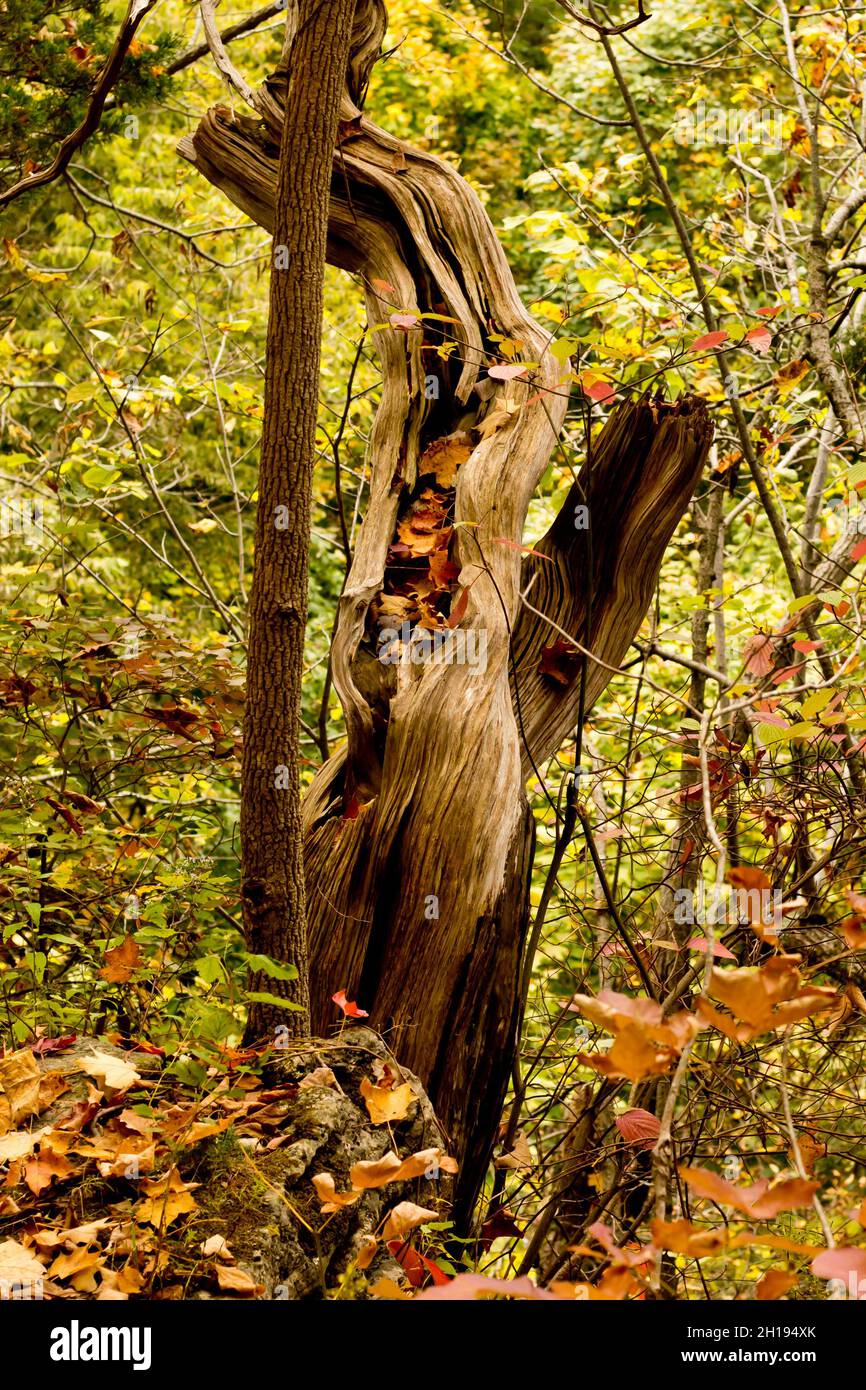 Old tree trunk with autumn leaves landscape Stock Photo - Alamy