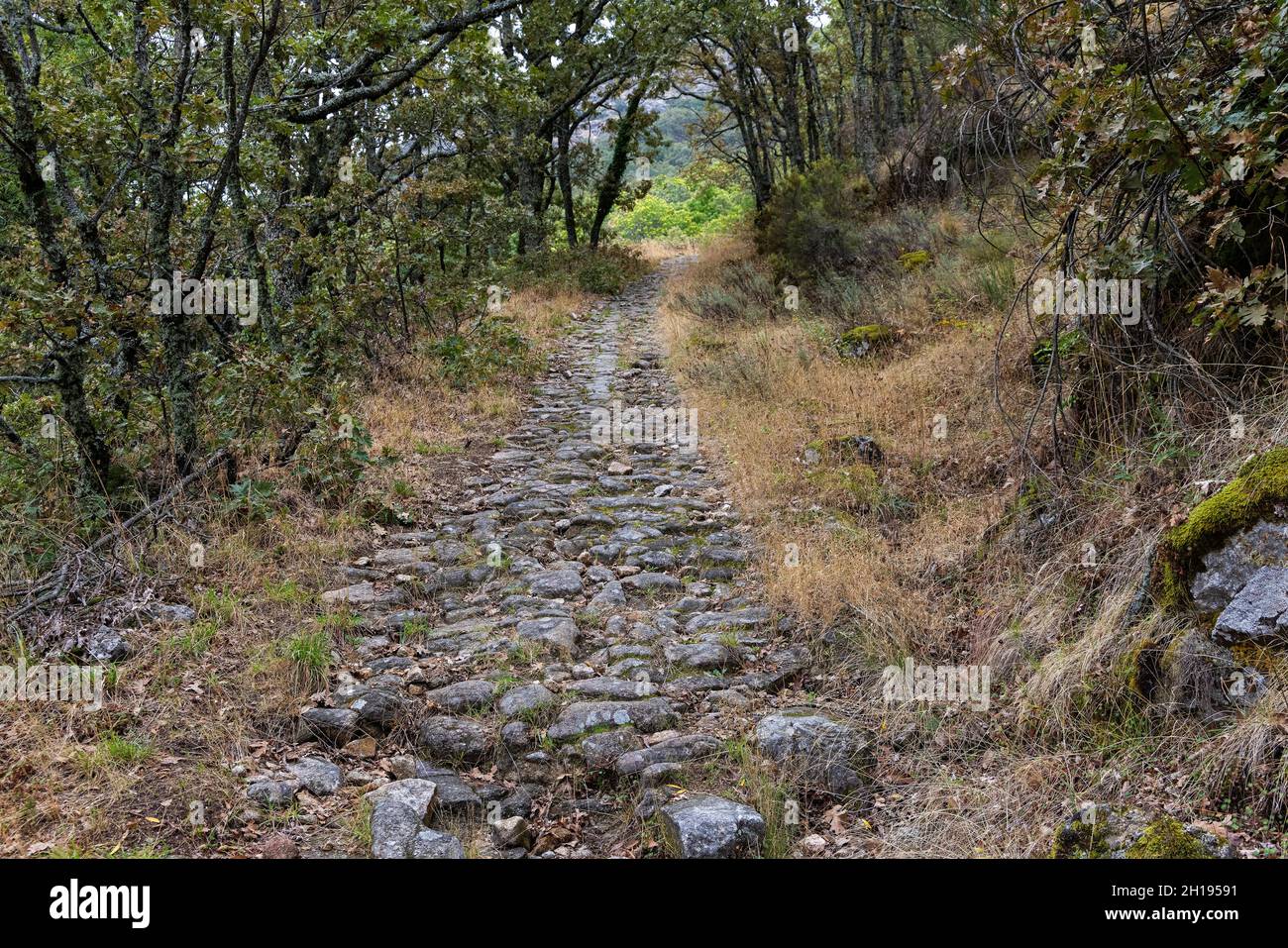 An old cobbled path though a forest in Piornal, Spain Stock Photo - Alamy
