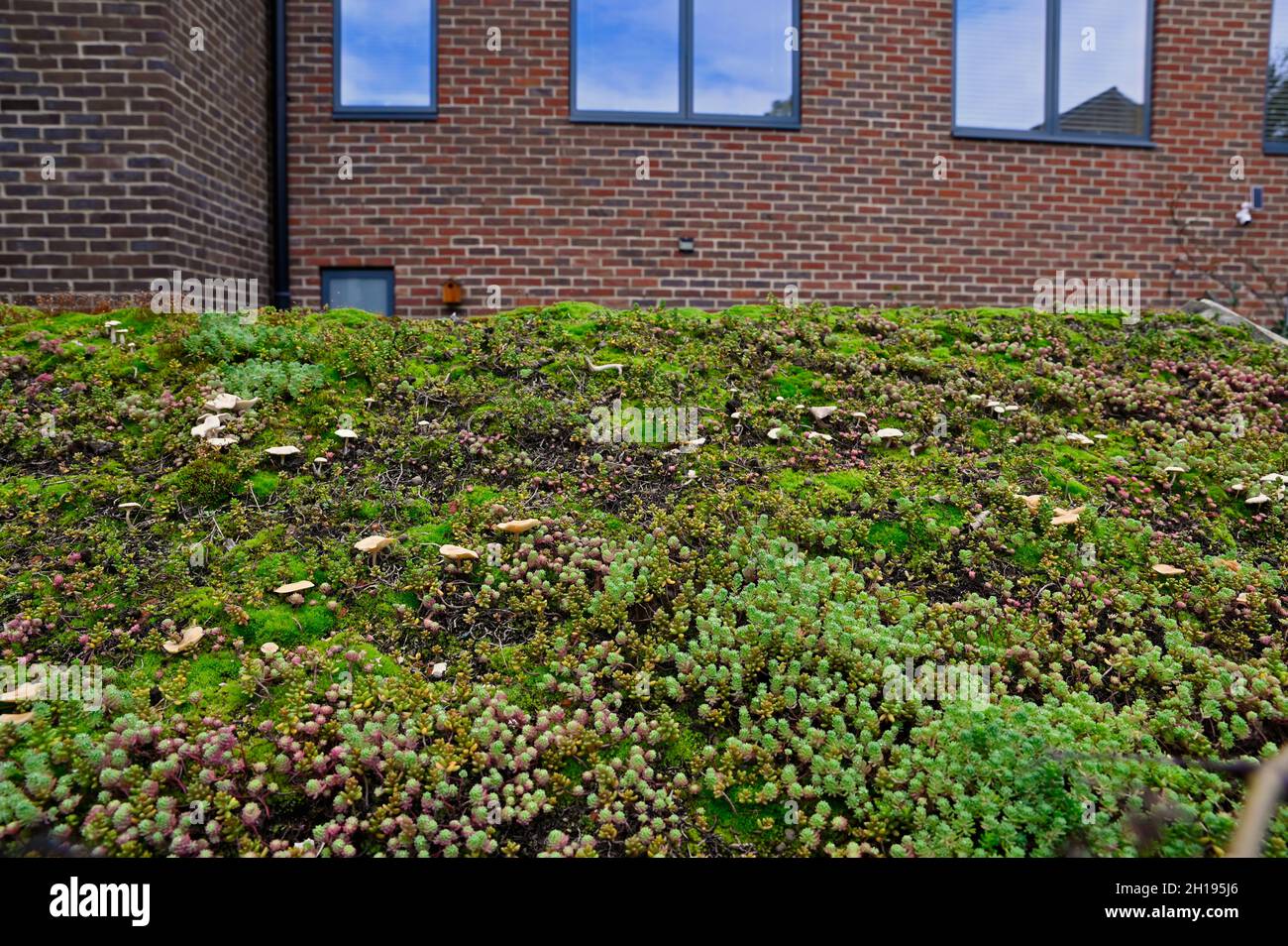 Close-up at green roof in urban environment. Turf with micro plants and ...