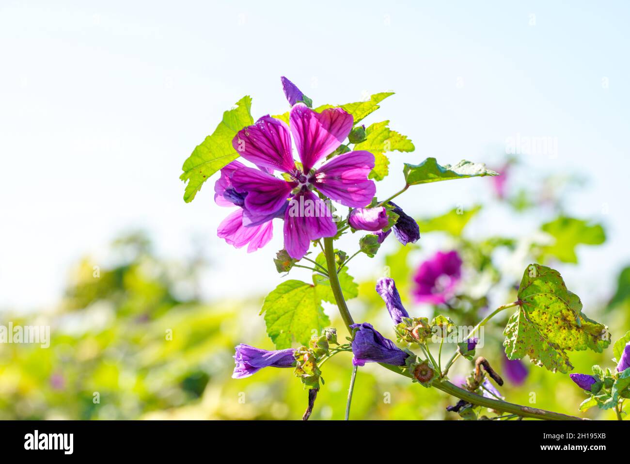 A close-up shot of the beautiful purple fragrant Malva Sylvestris ...