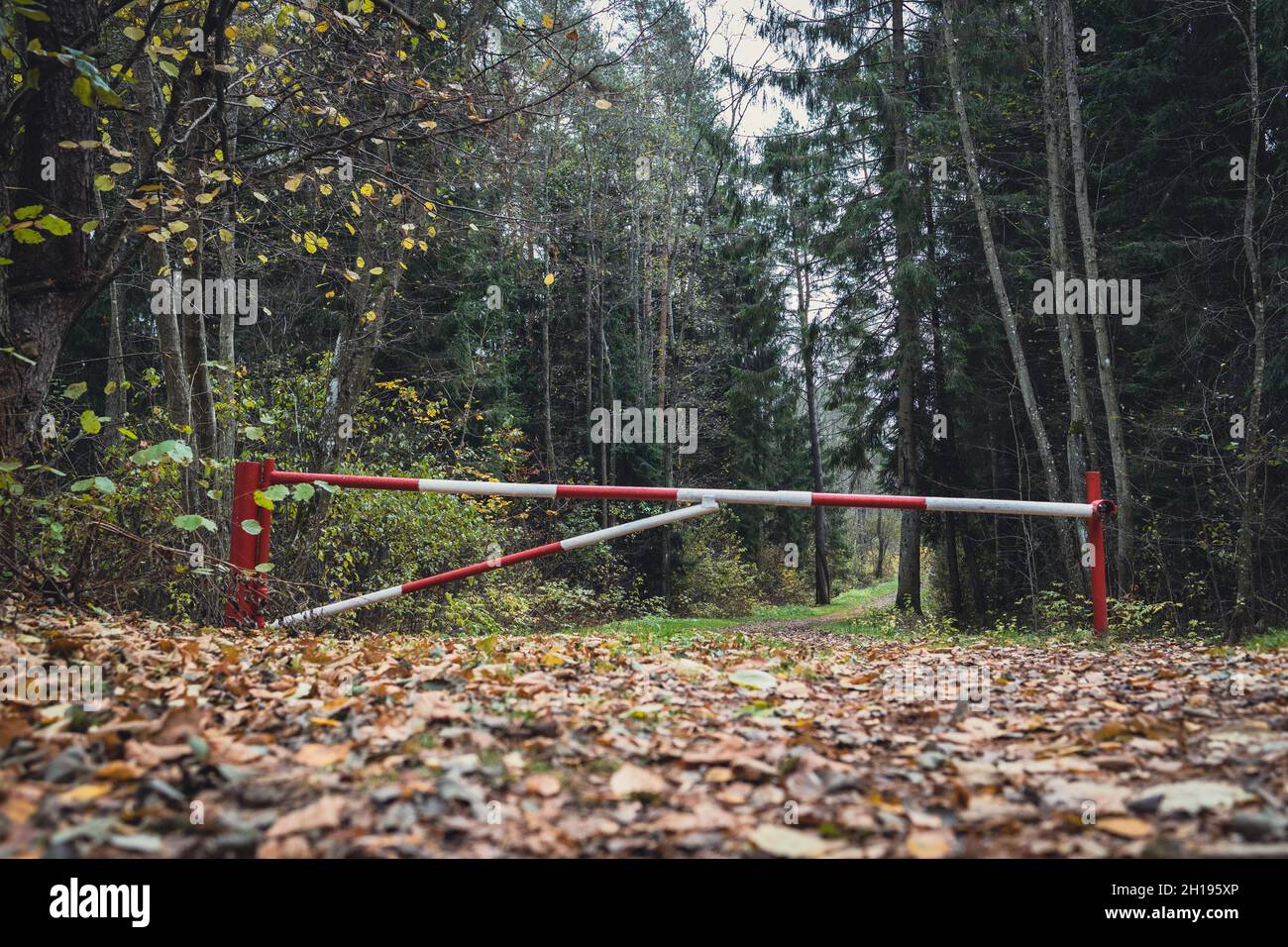 A barrier on a forest road, autumn in the hydrological reserve Stock ...