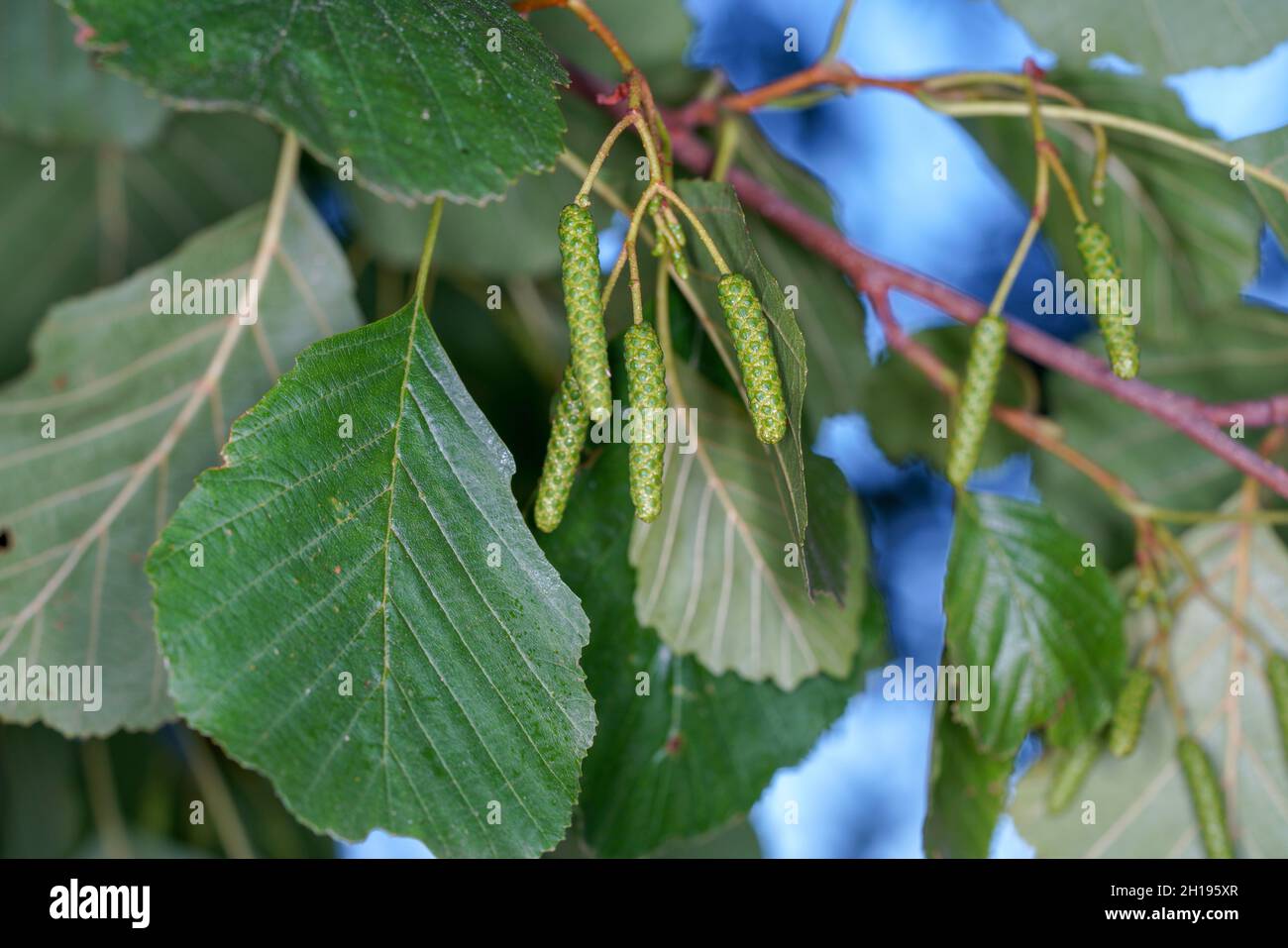 Close-up shot of Alnus alnobetula or green alder tree branch with ...