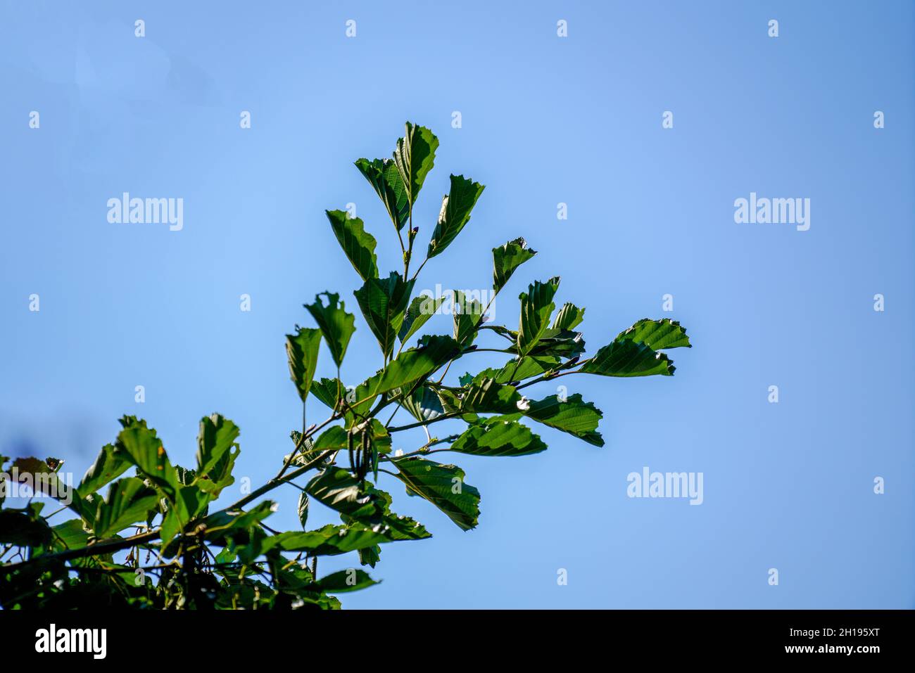 A low-angle shot of Quercus libani tree branch with beautiful green ...