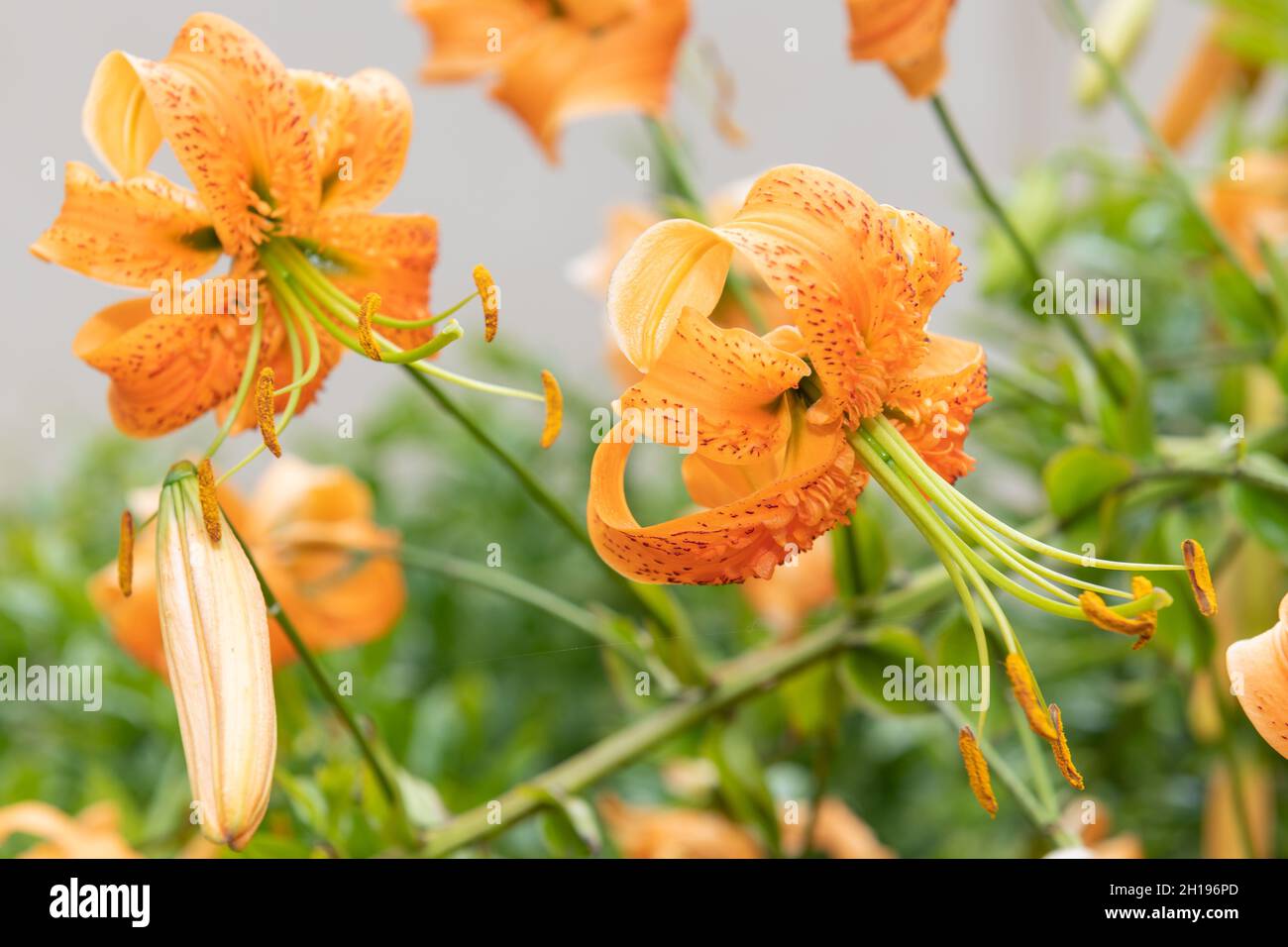 Henryi lily hi-res stock photography and images - Alamy