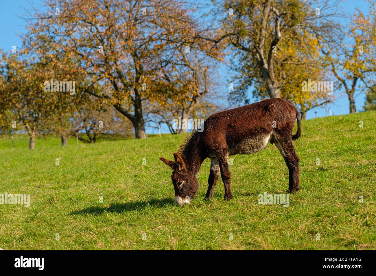A donkey on a green meadow landscape Stock Photo - Alamy
