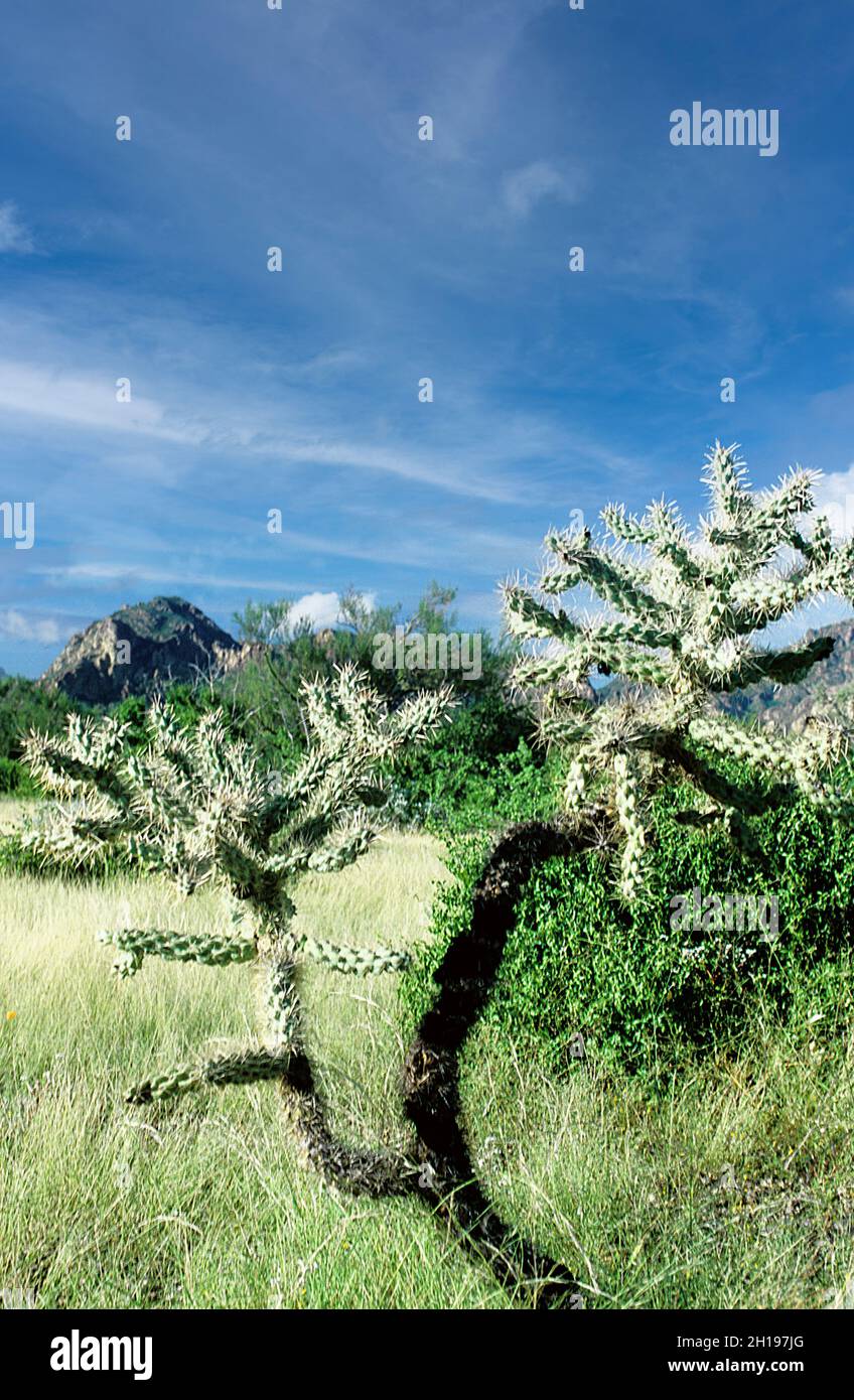 Chola cactus, Sonoran Desert, Baha Peninsula, Mexico Stock Photo - Alamy