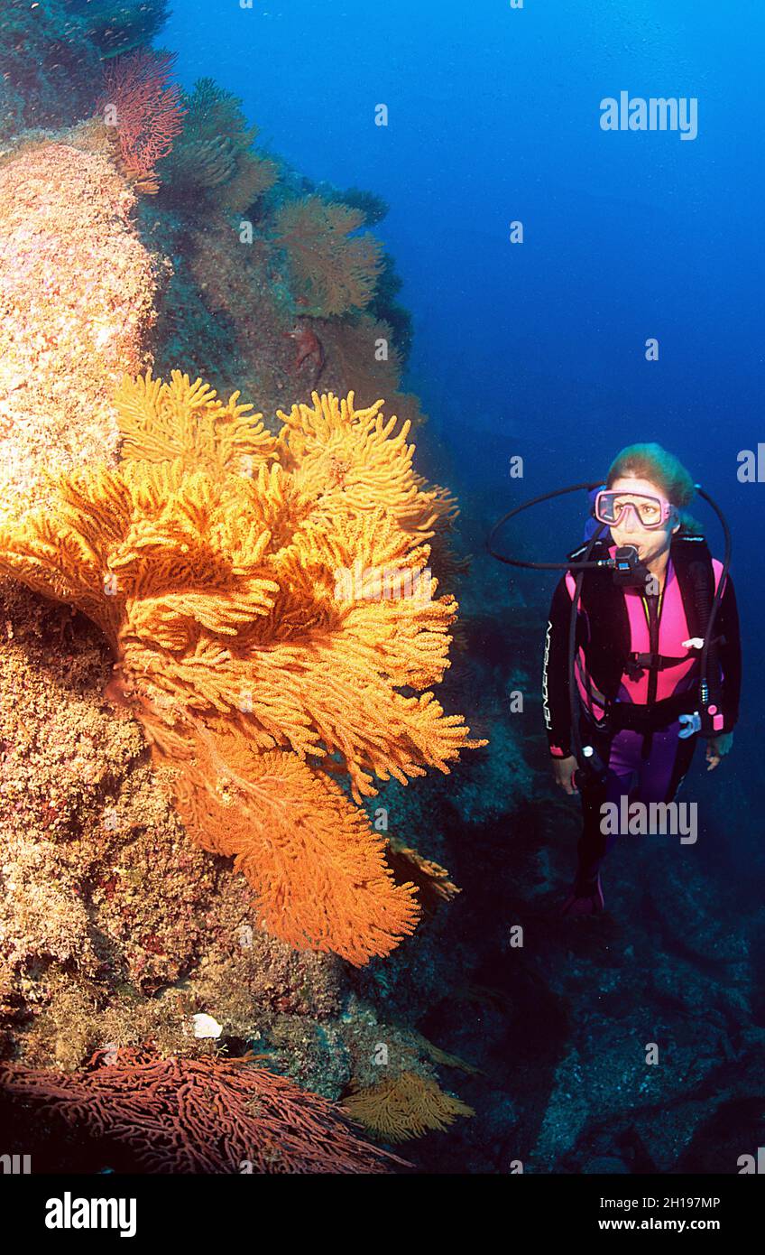 Female scuba diver at rock wall covered with sea fans at Seal Island ...