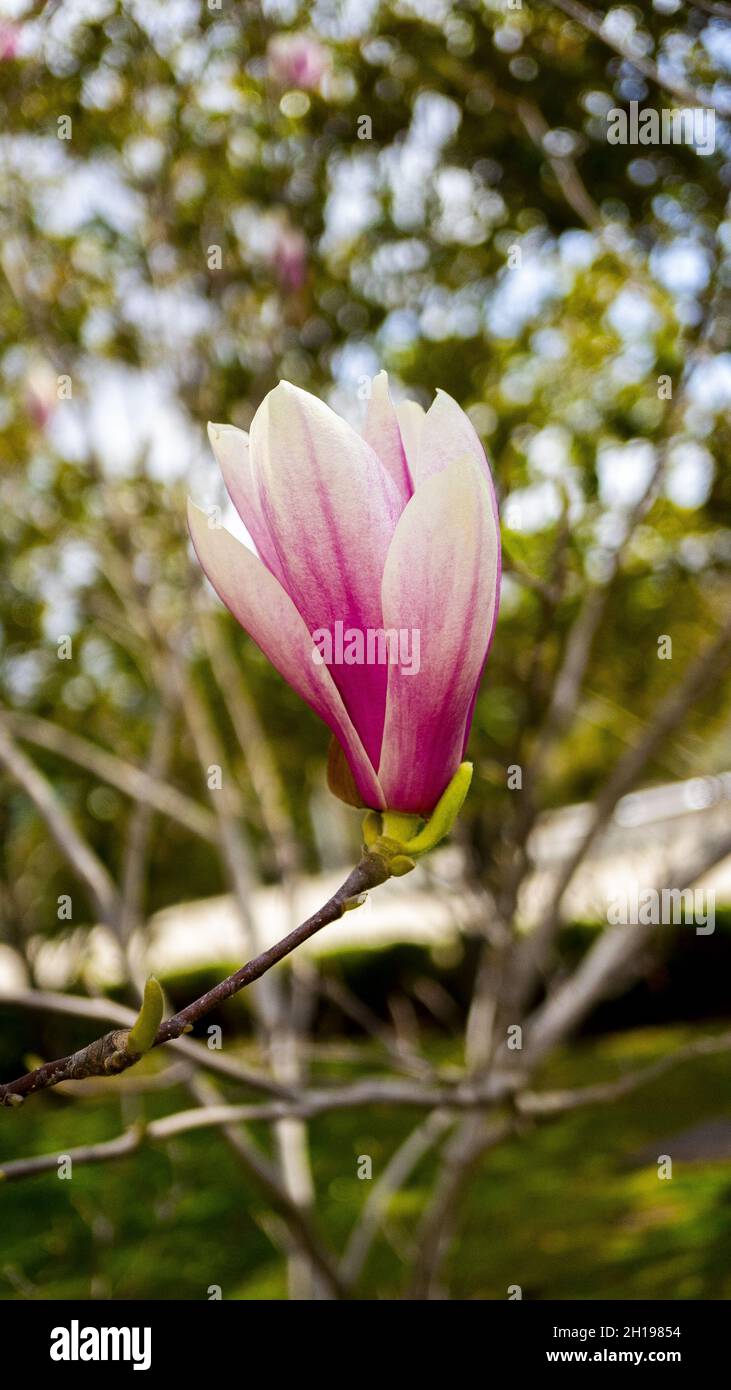 A vertical shot of beautiful magnolia on a branch Stock Photo - Alamy