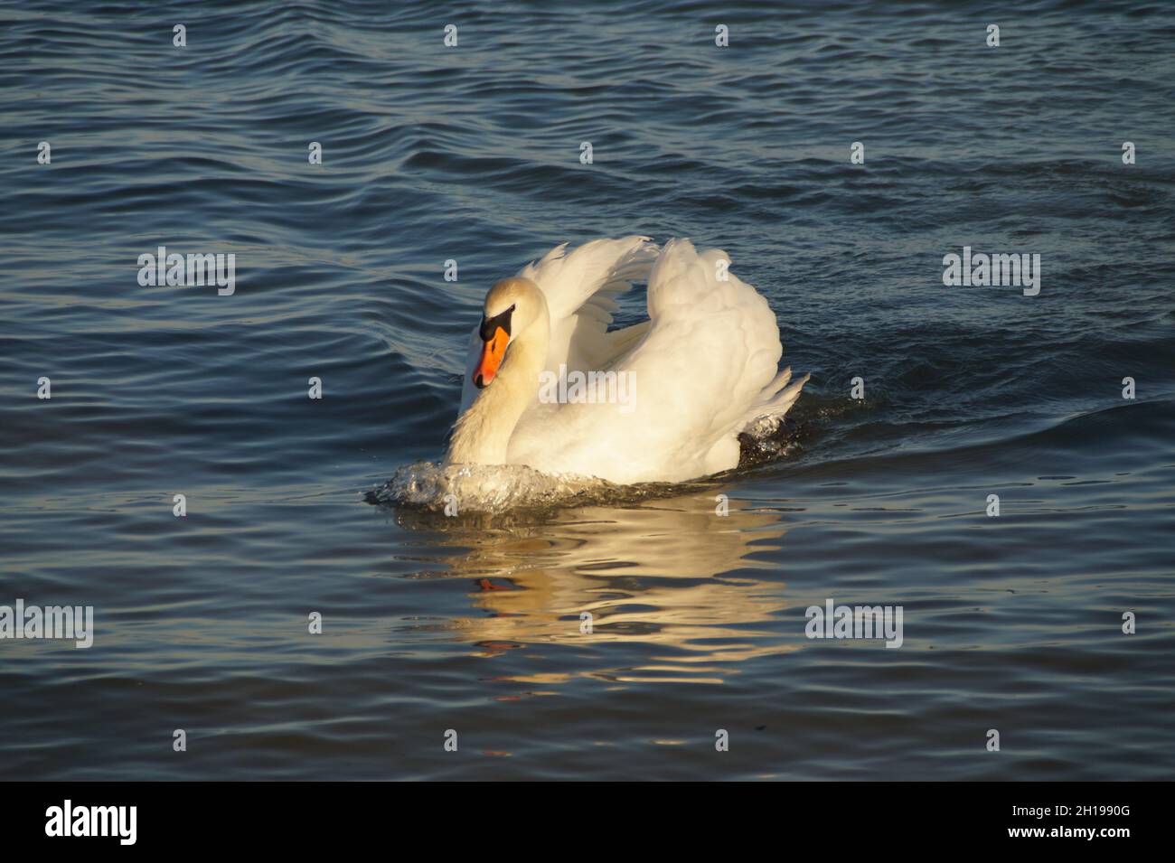 a majestic swan basking in the evening sun on lake Constance in Germany ...