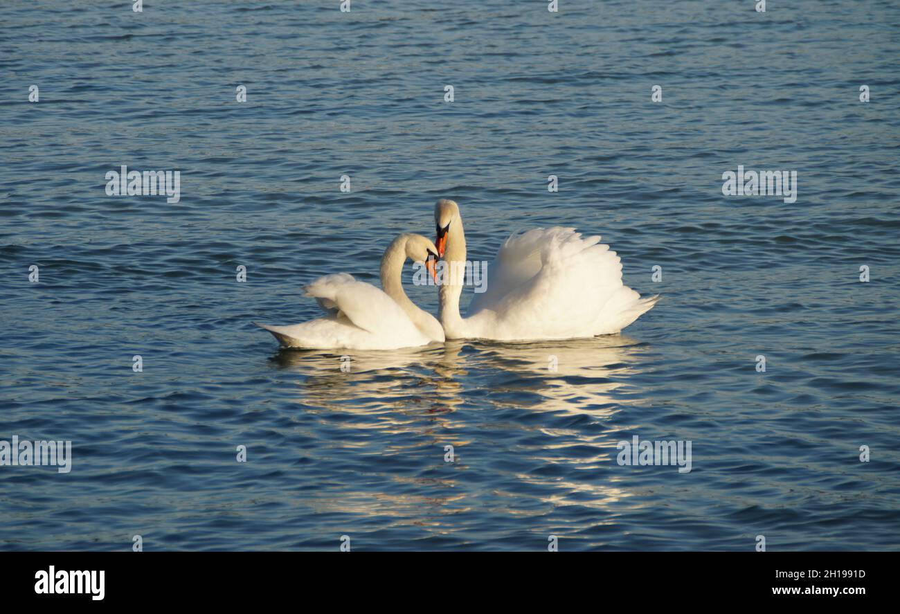 a beautiful swan couple in love on Mainau island at lake Constance in ...