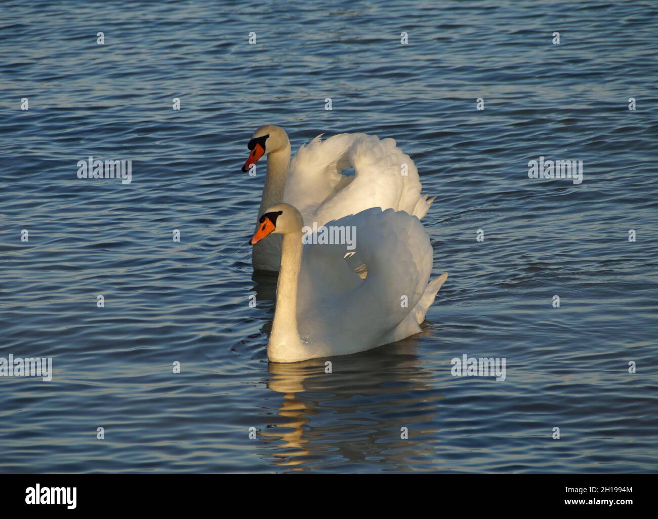 a beautiful swan couple in love on Mainau island at lake Constance in ...