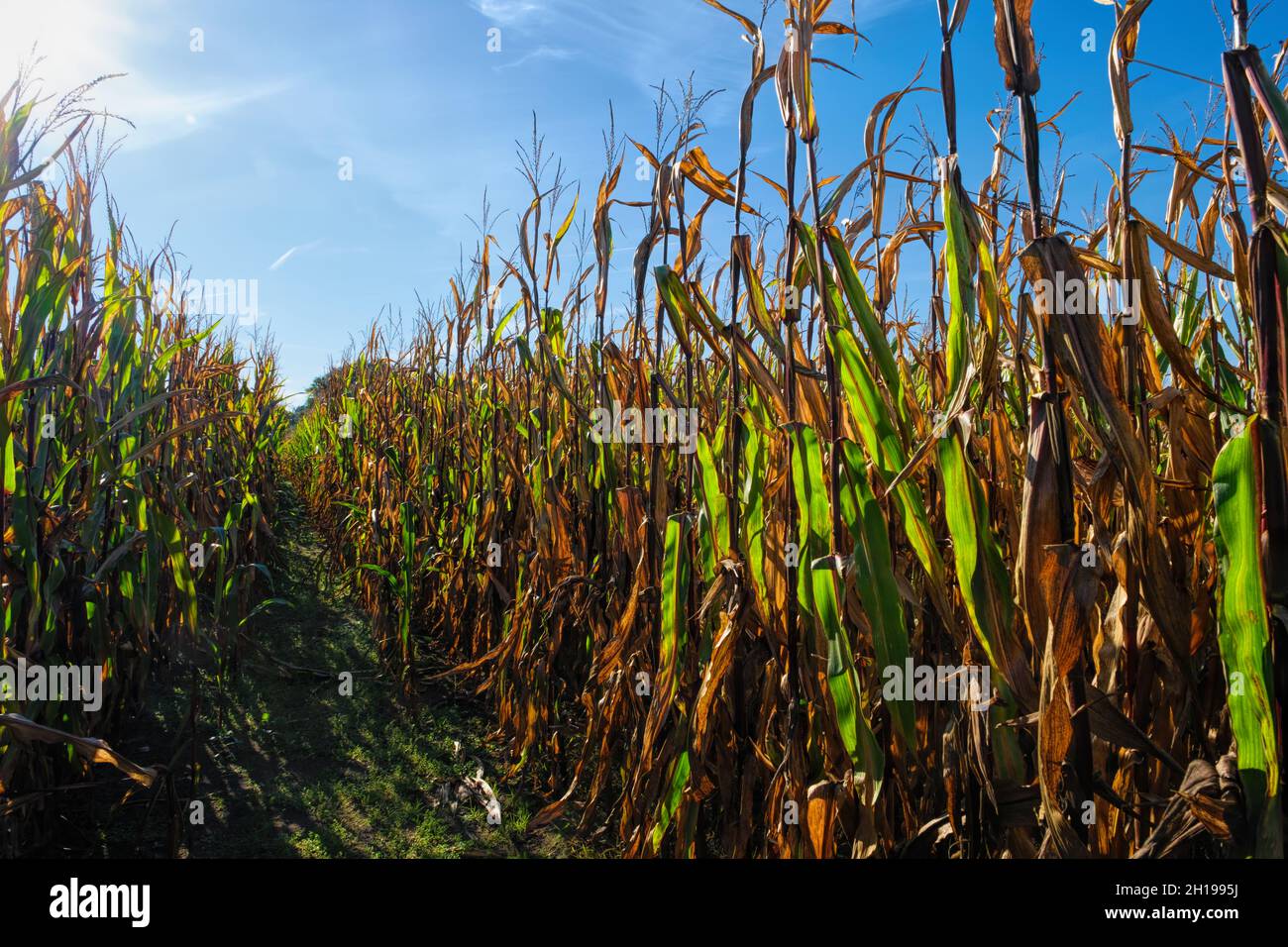 Harvest corn growth cornfield hi-res stock photography and images - Alamy