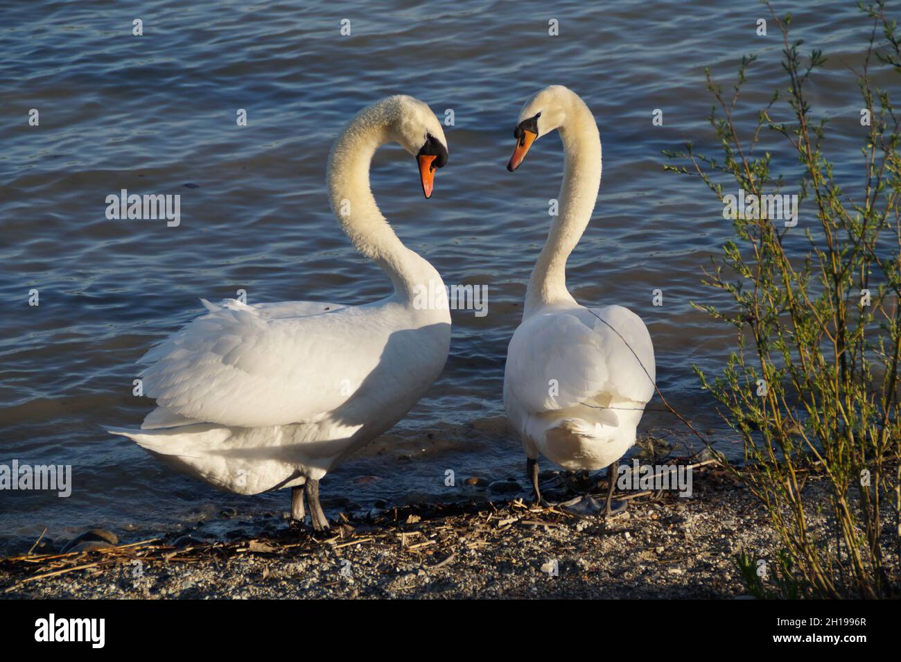 a beautiful swan couple in love on Mainau island at lake Constance in ...