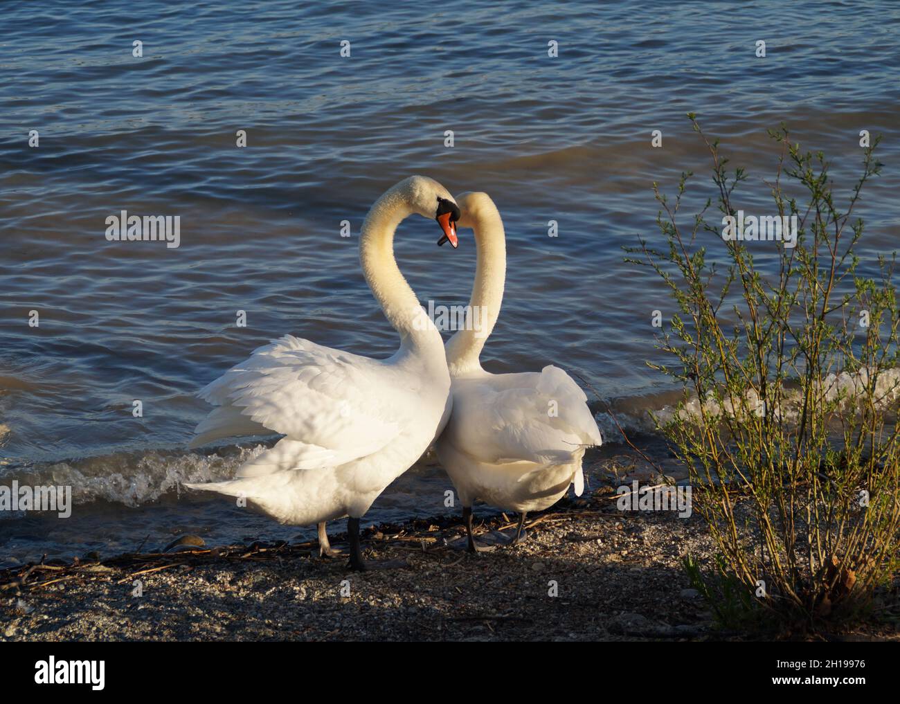 a beautiful swan couple in love on Mainau island at lake Constance in ...