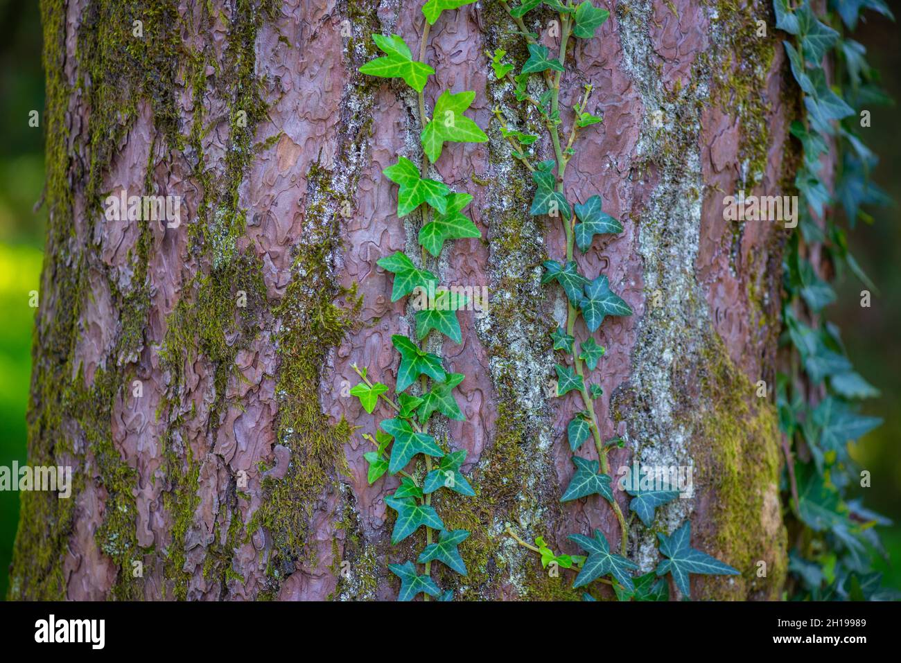 ivy on a tree in a botanical garden in Batumi Stock Photo - Alamy