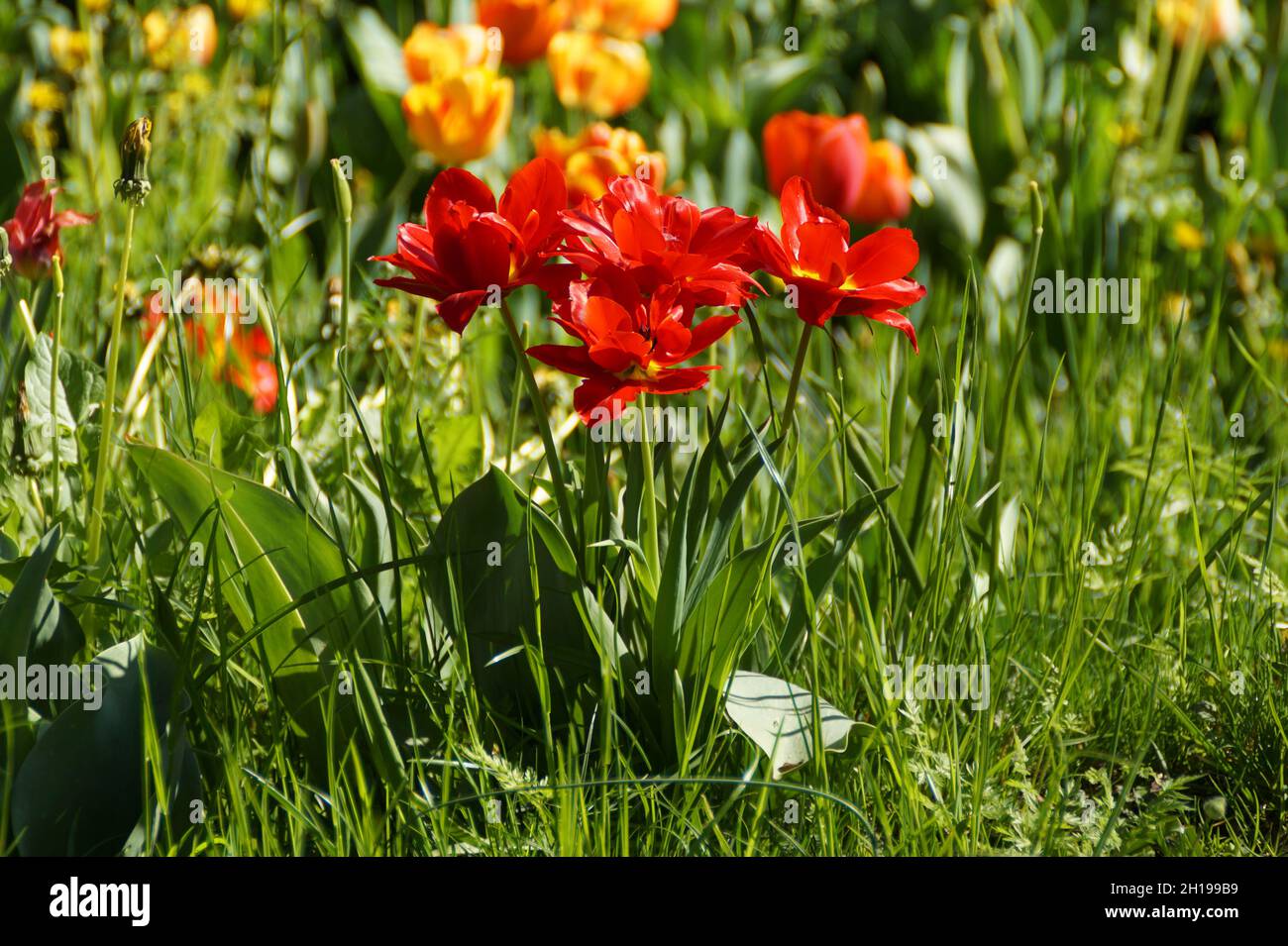a beautiful spring meadow full of colorful tulips and hyasinths on ...