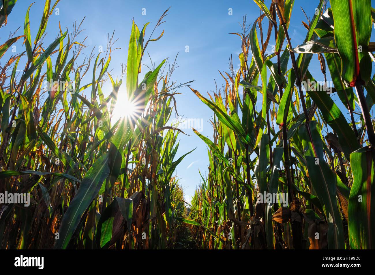 Grain field season corn hi-res stock photography and images - Alamy