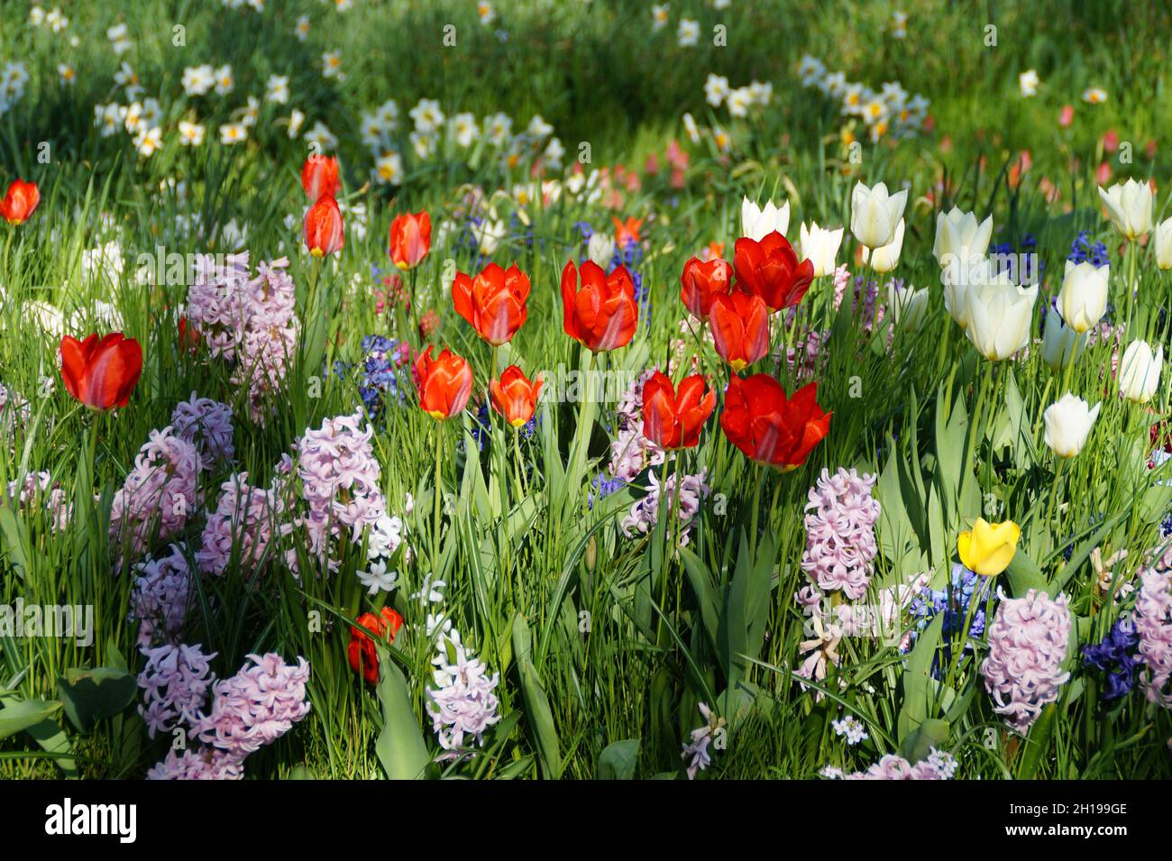 a beautiful spring meadow full of colorful tulips and hyasinths on ...