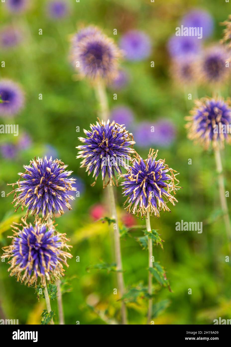 Views of Cambridge University Botanic Garden in full bloom 2021 Stock ...