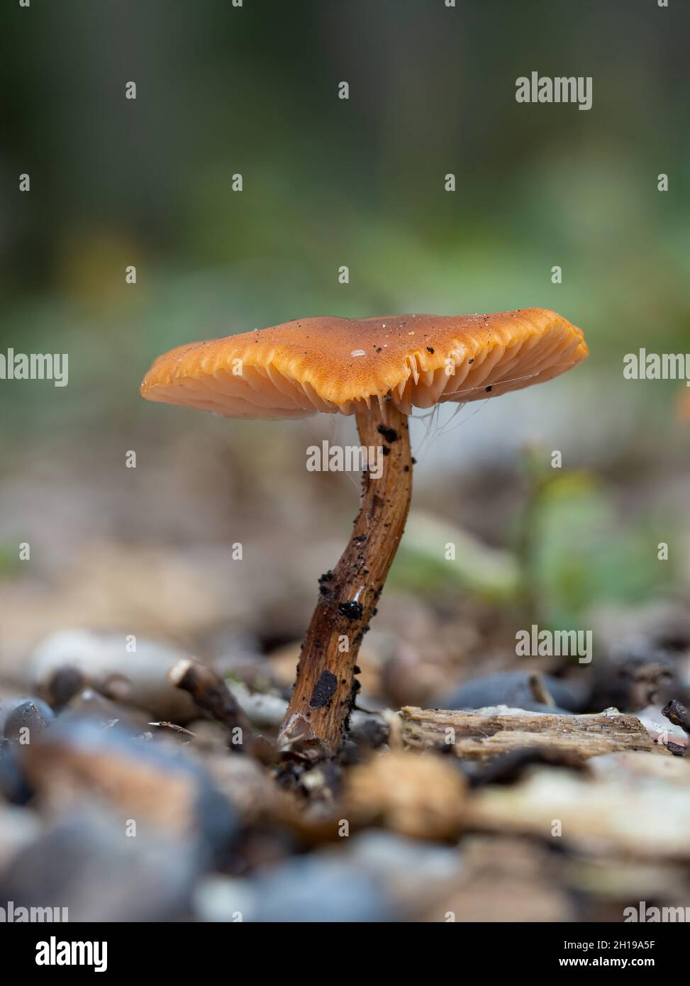 Laccaria laccata, commonly known as the deceiver, or waxy laccaria ...