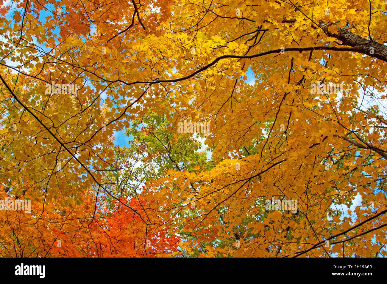 Canopy in autumn hi-res stock photography and images - Alamy