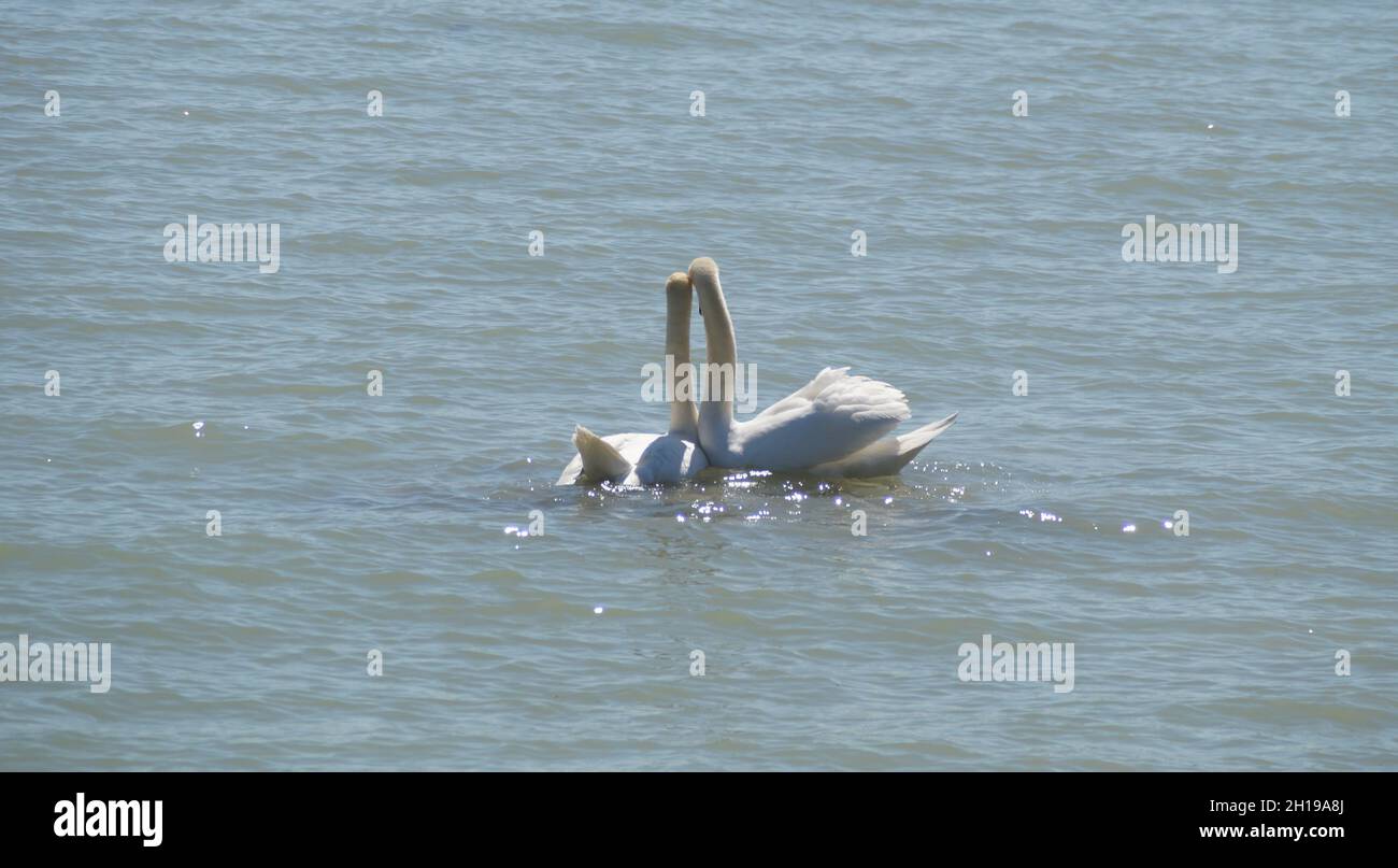 a beautiful swan couple in love on lake Constance in Germany Stock ...