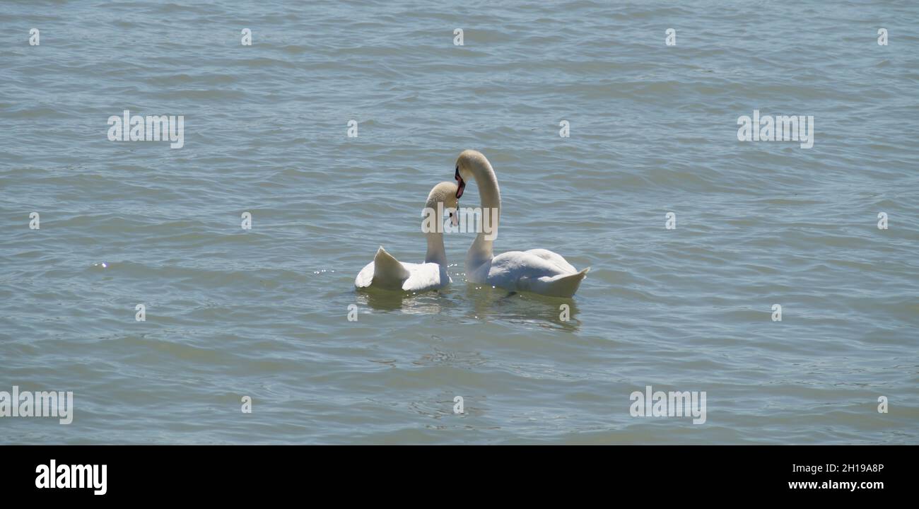 a beautiful swan couple in love on lake Constance in Germany Stock ...