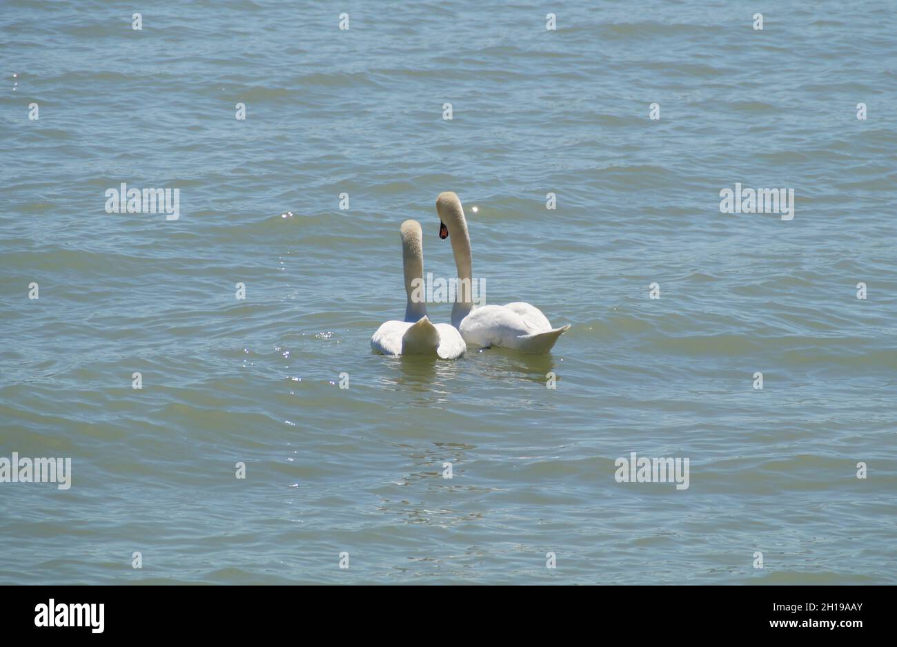 a beautiful swan couple in love on lake Constance in Germany Stock ...