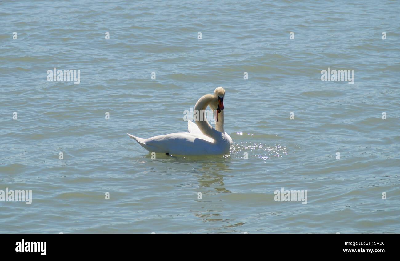 a beautiful swan couple in love on lake Constance in Germany Stock ...