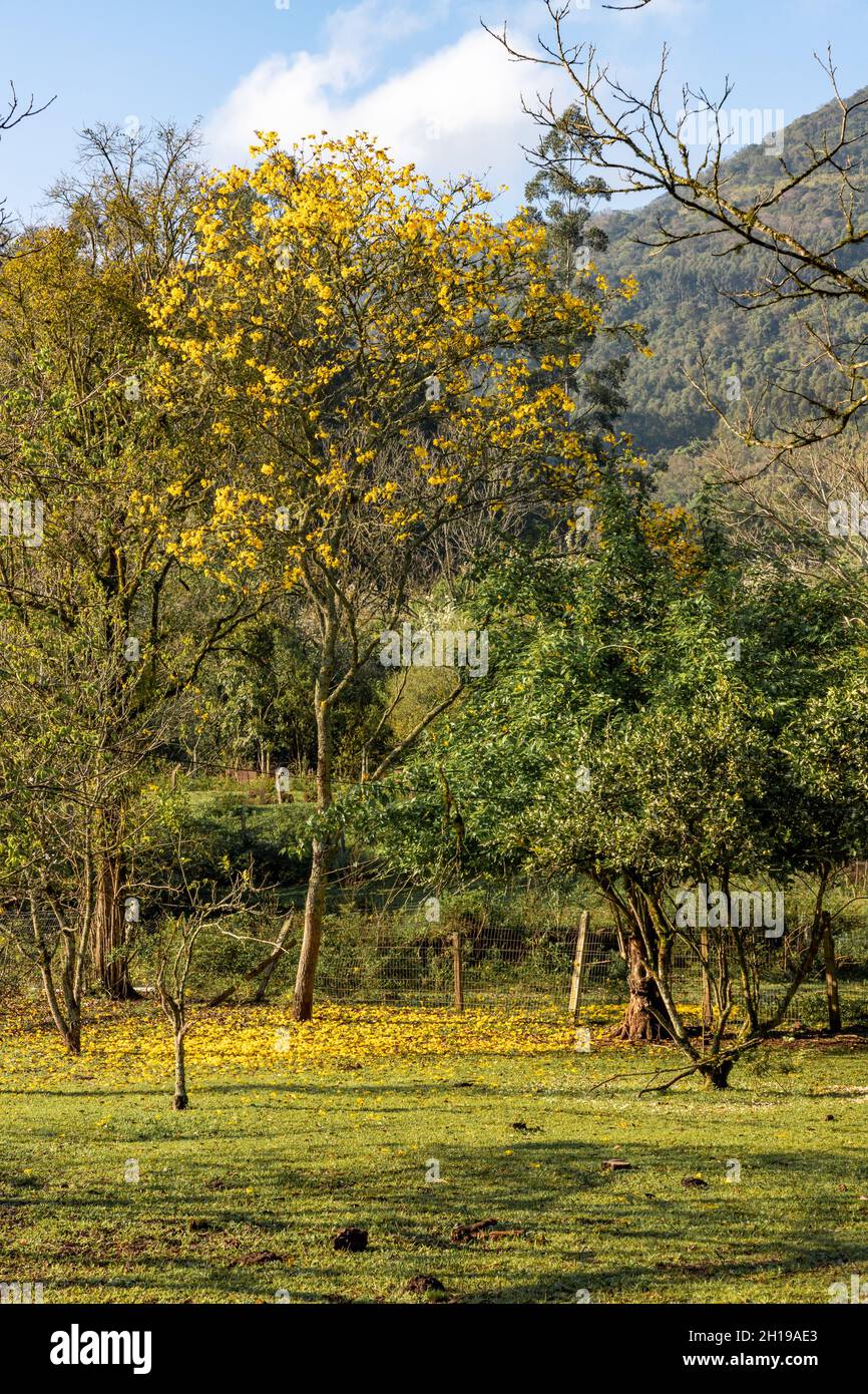 Yellow ype tree, Nova Petropolis, Rio Grande do Sul, Brazil Stock Photo ...