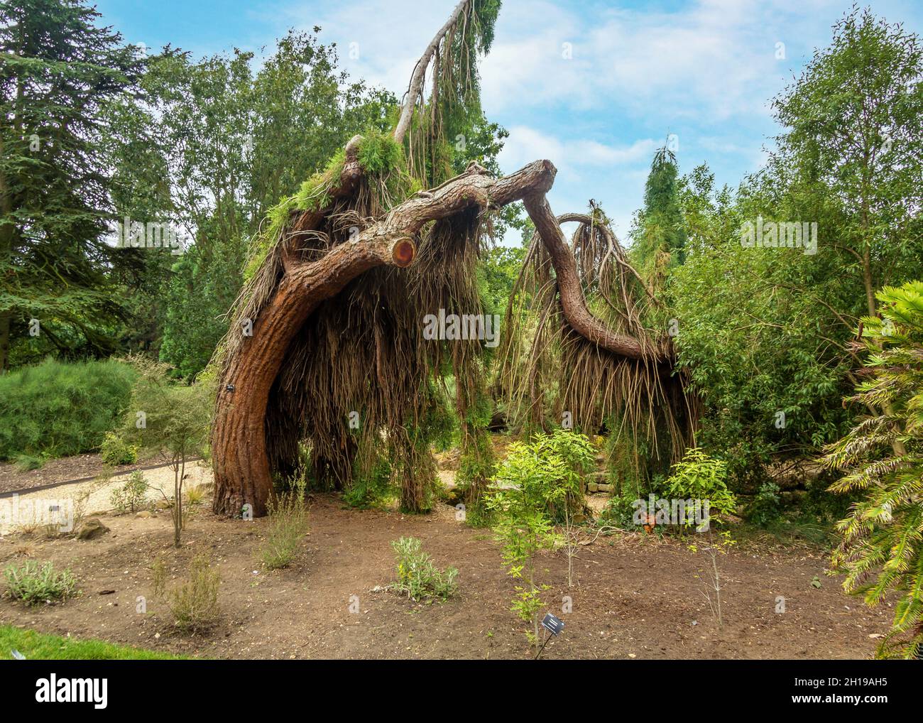 Views of Cambridge University Botanic Garden in full bloom 2021 Stock ...