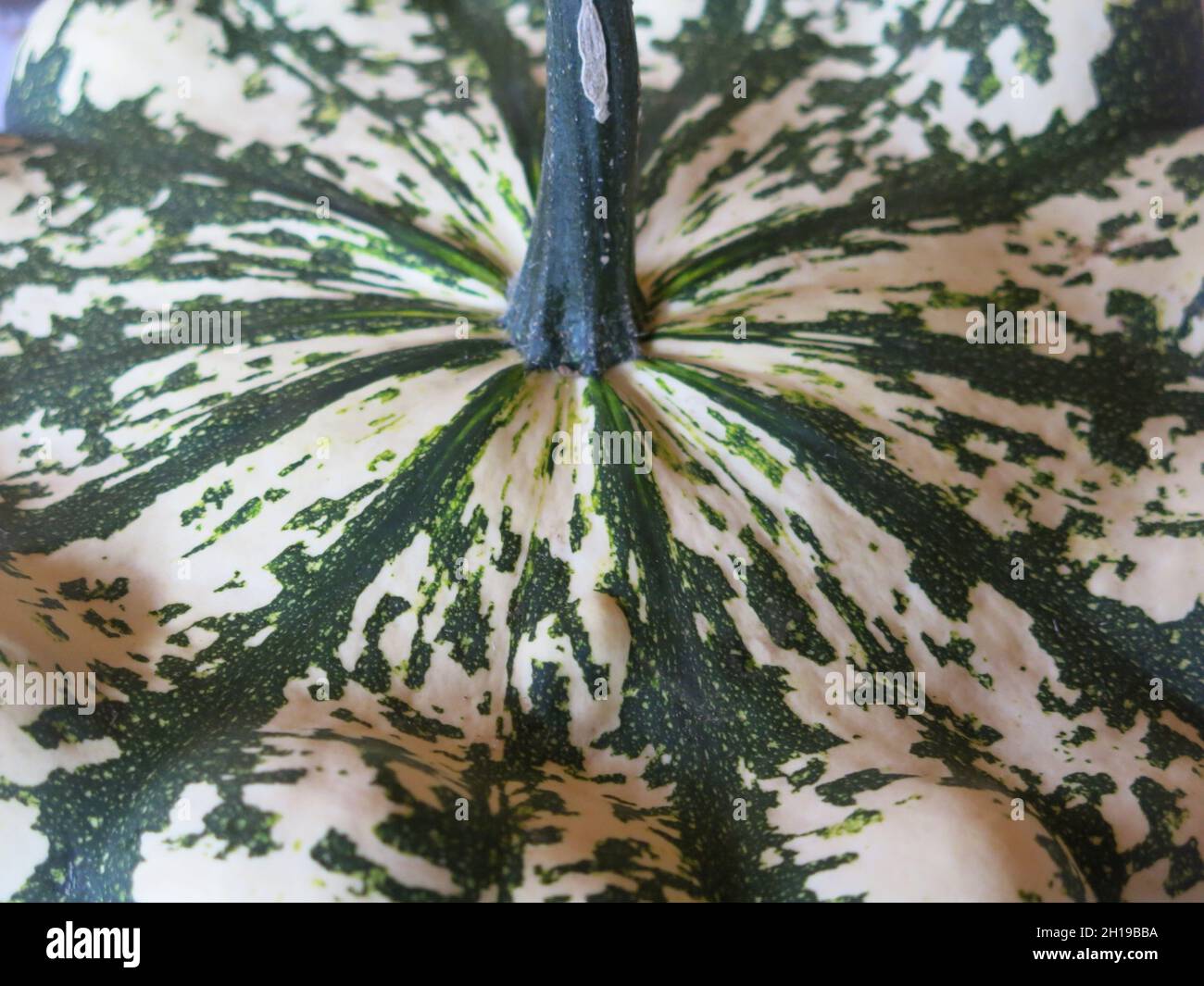 Mottled markings hi-res stock photography and images - Alamy