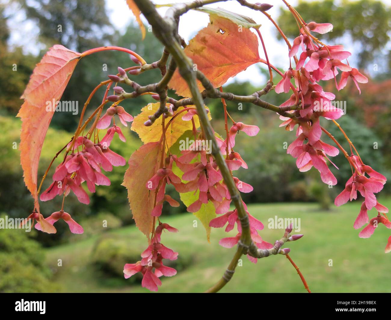 Close-up of the red autumn leaves and winged fruit of acer capillipes ...