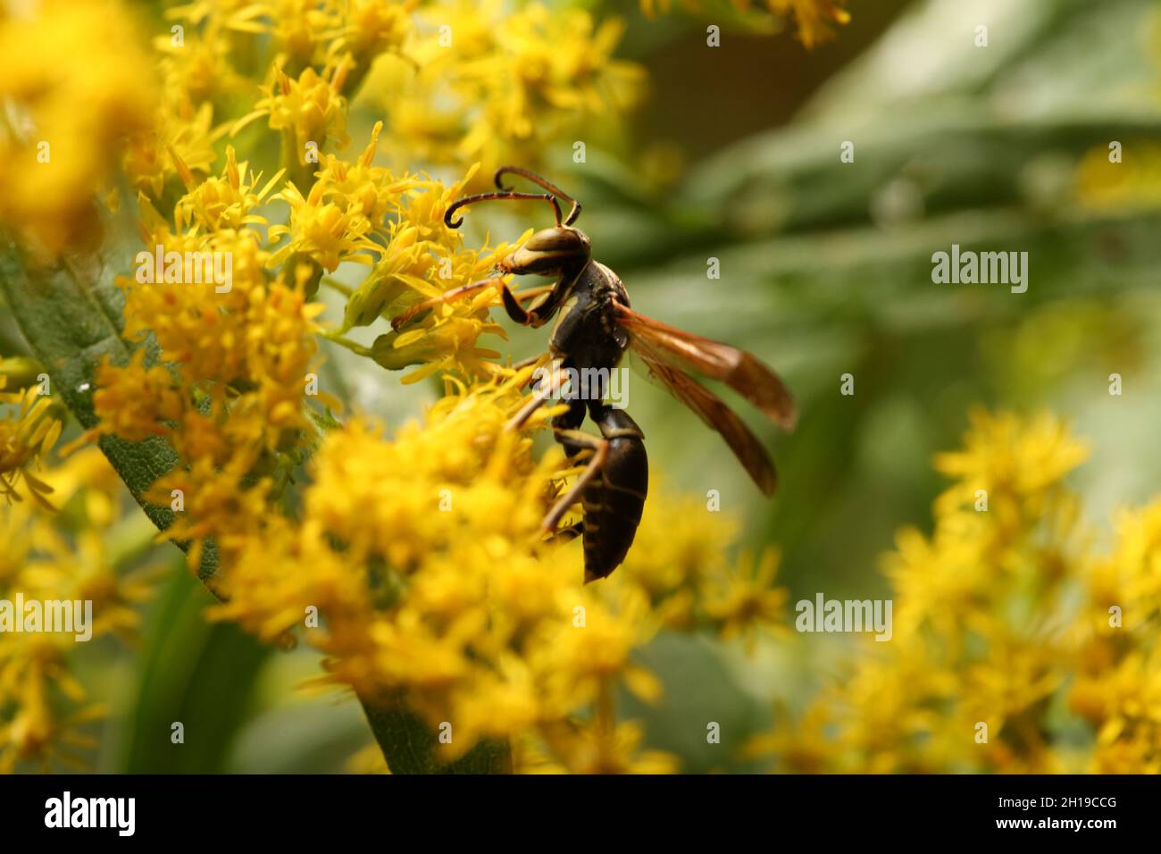 Wasp Eating Pollen Stock Photo - Alamy
