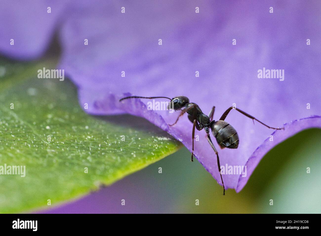 ants on a flower alone shown in great detail. macro shot where every ...