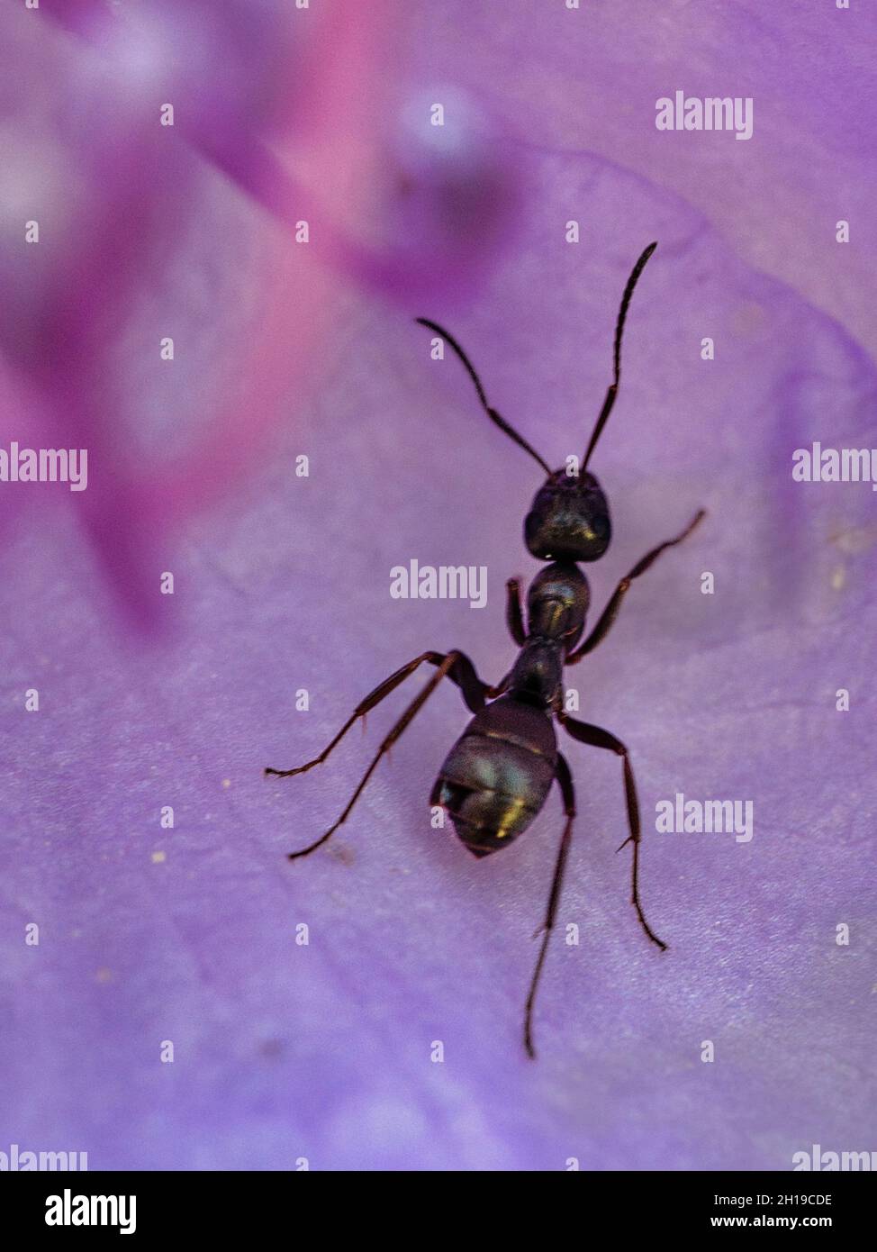 ants on a flower alone shown in great detail. macro shot where every ...