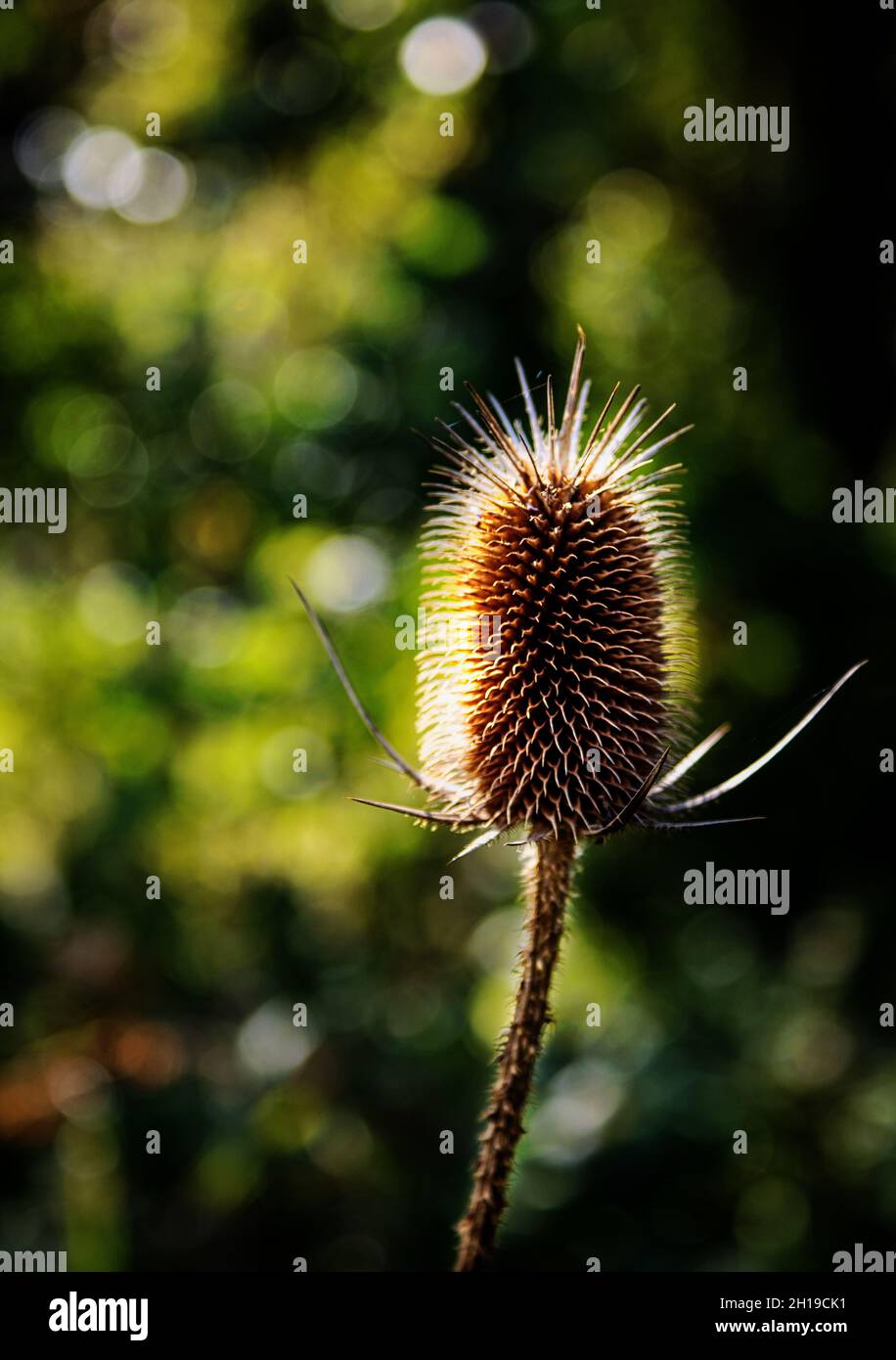 A shallow focus shot of a Common Teasel plant in the field Stock Photo ...