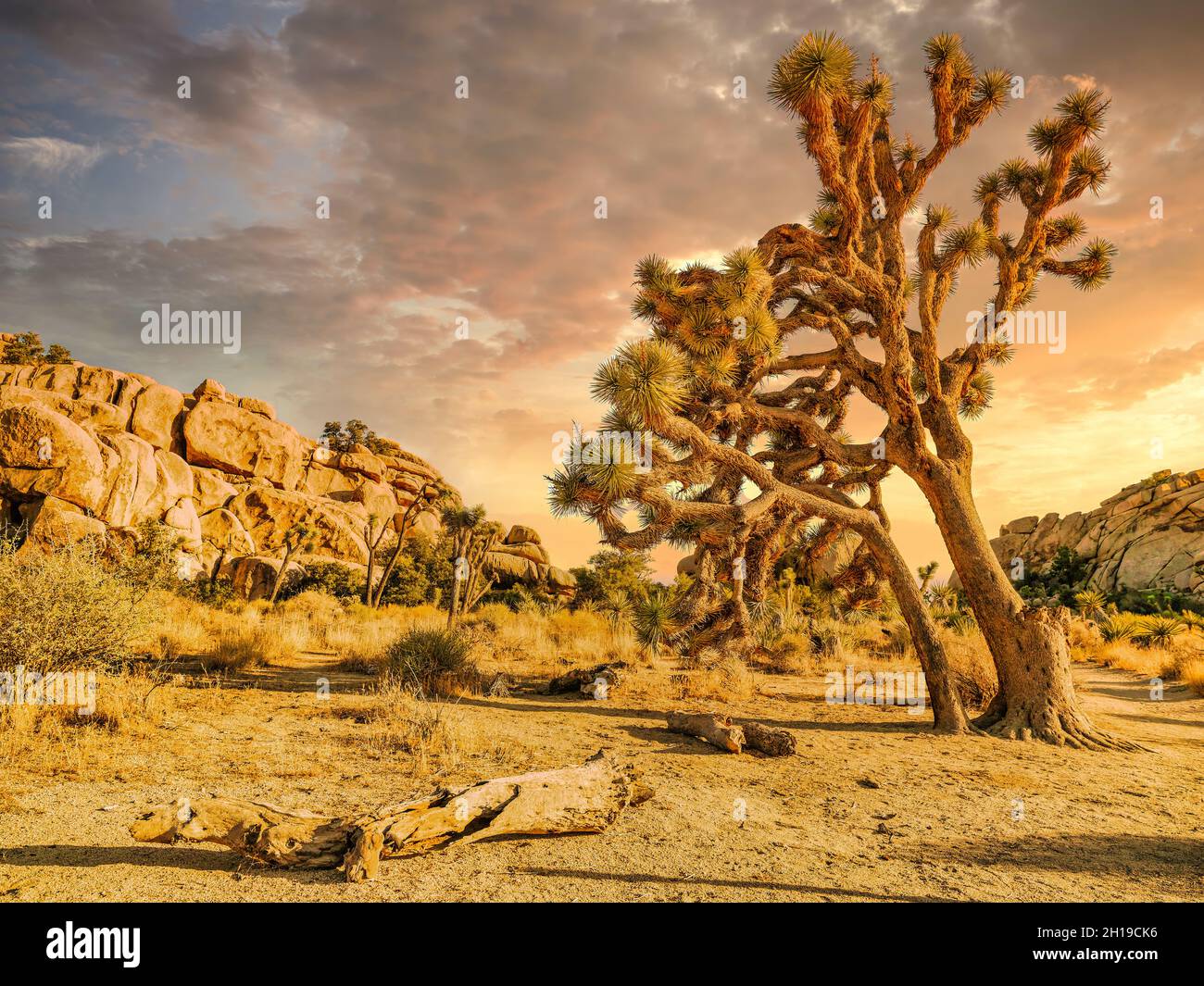 A Joshua tree in a desert at sunset Stock Photo - Alamy